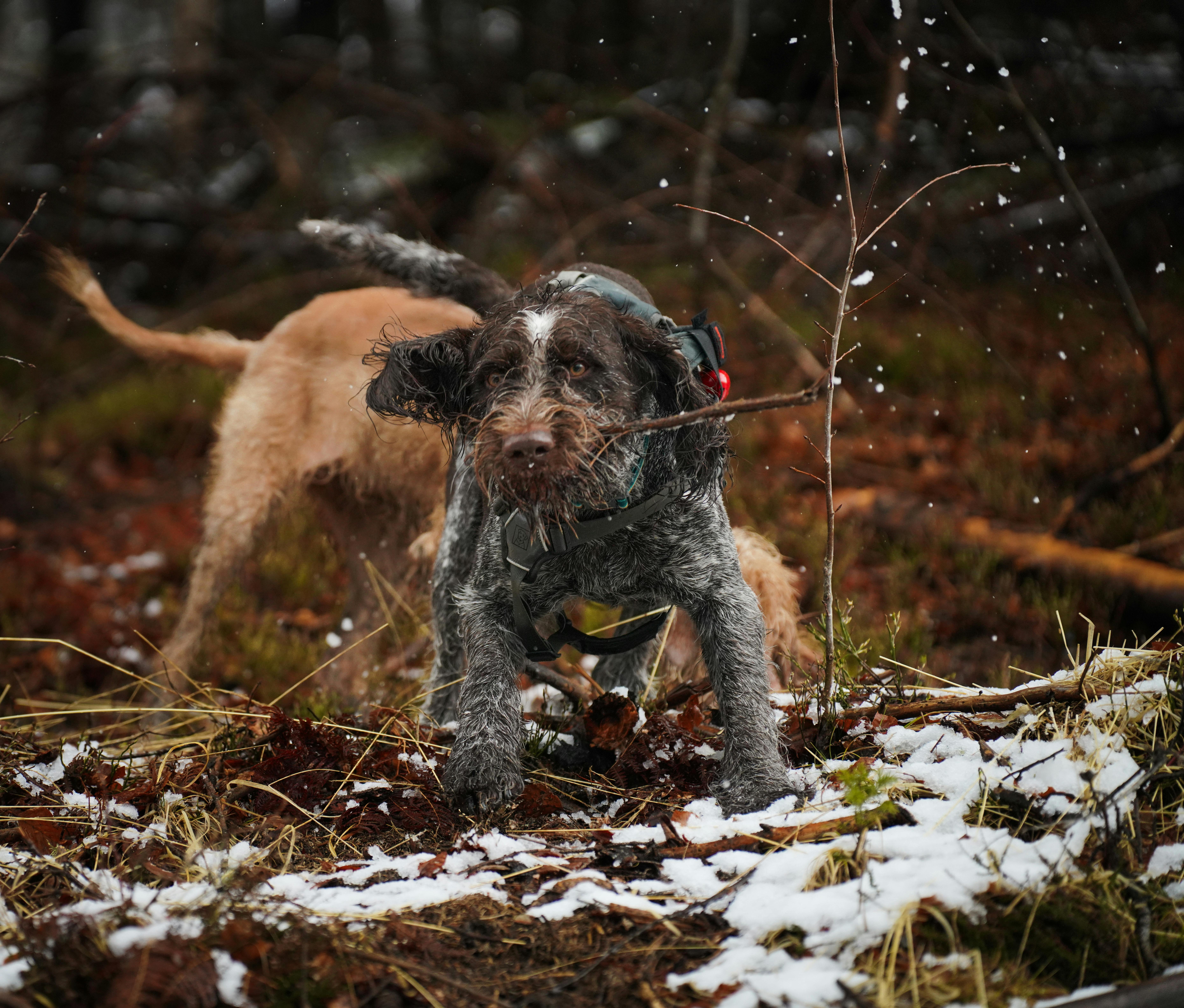 Dogs In Natu Photos, Download The BEST Free Dogs In Natu Stock Photos ...