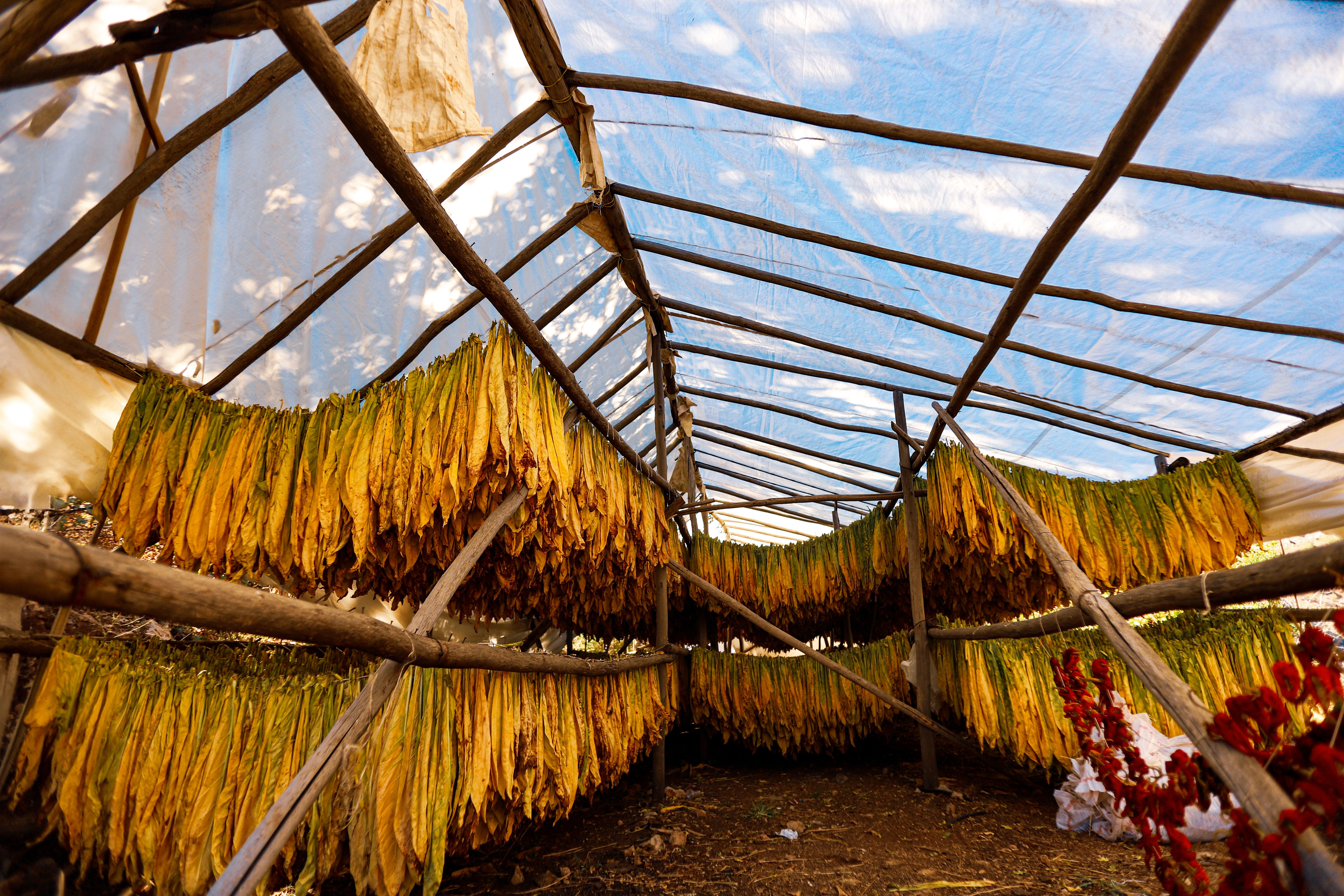 Rustic Tobacco Leaves Drying in Sunny Greenhouse · Free Stock Photo