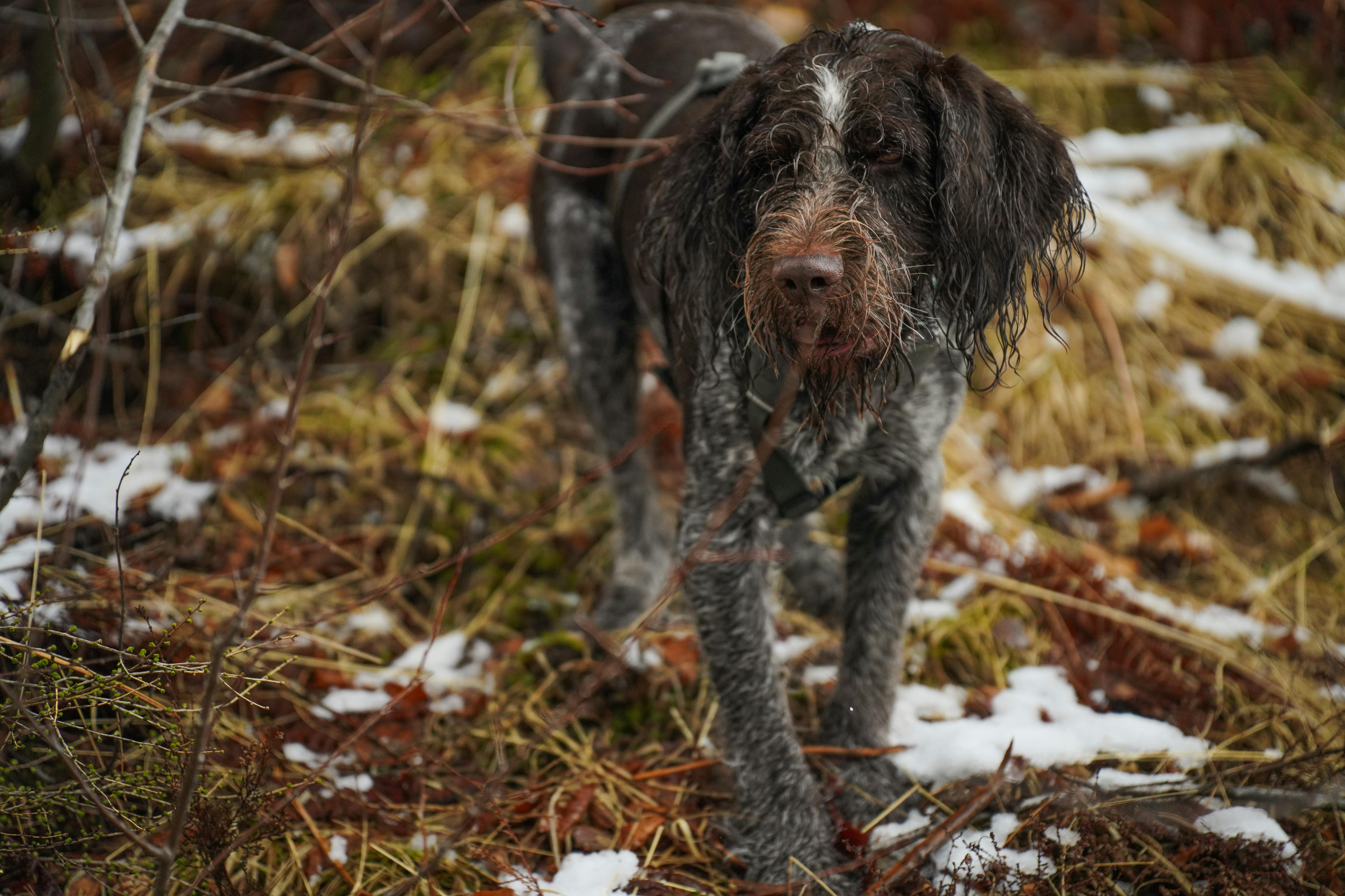 Wirehaired Pointing Griffon in Snowy Forest · Free Stock Photo