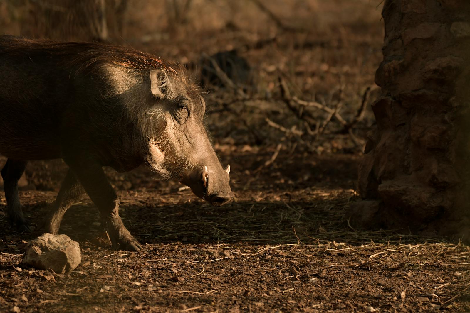 Wild Boar Photos, Download The BEST Free Wild Boar Stock Photos & HD Images
