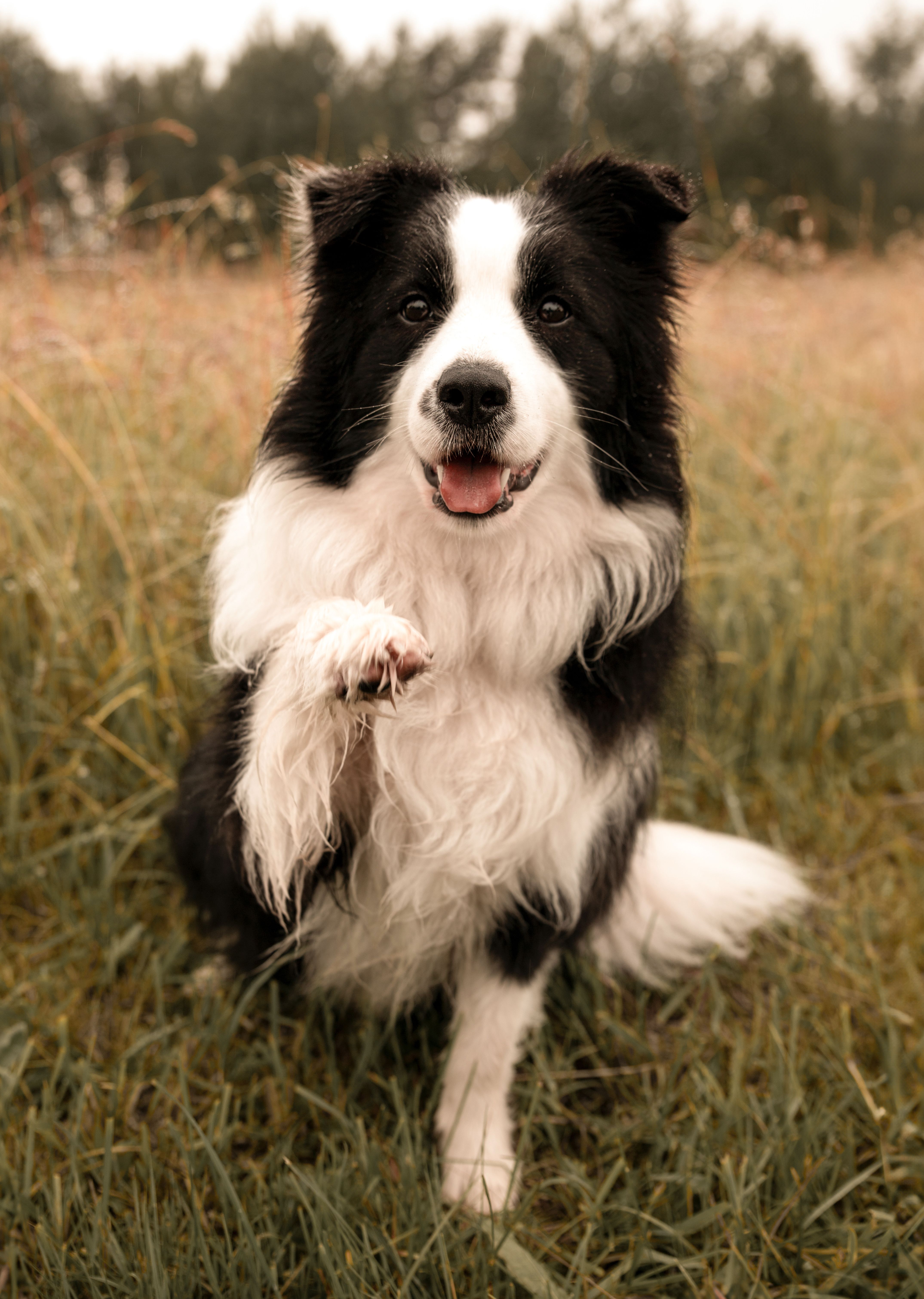 Alegre Border Collie No Campo · Foto profissional gratuita