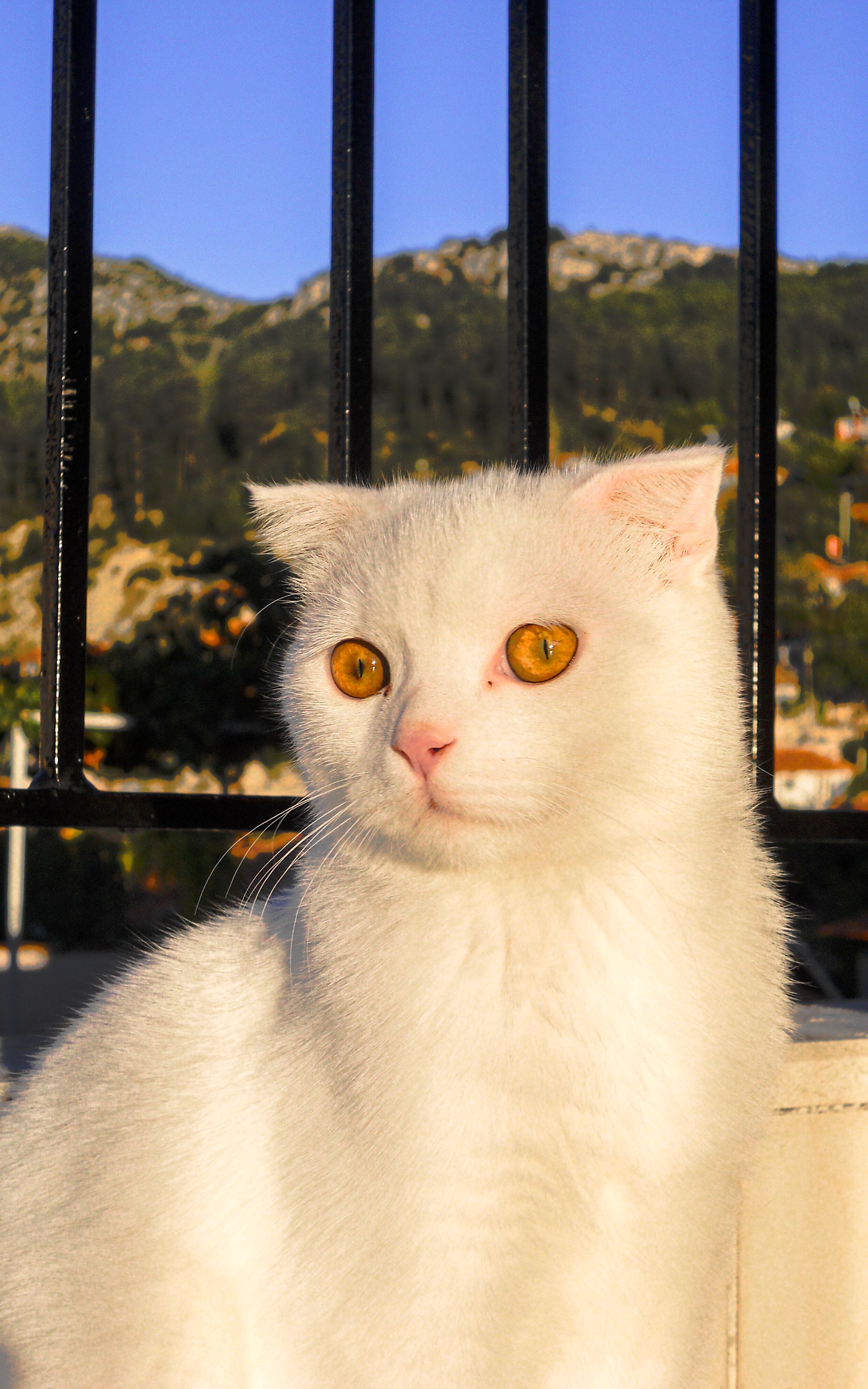 Close-up of White Cat with Golden Eyes Outdoors · Free Stock Photo