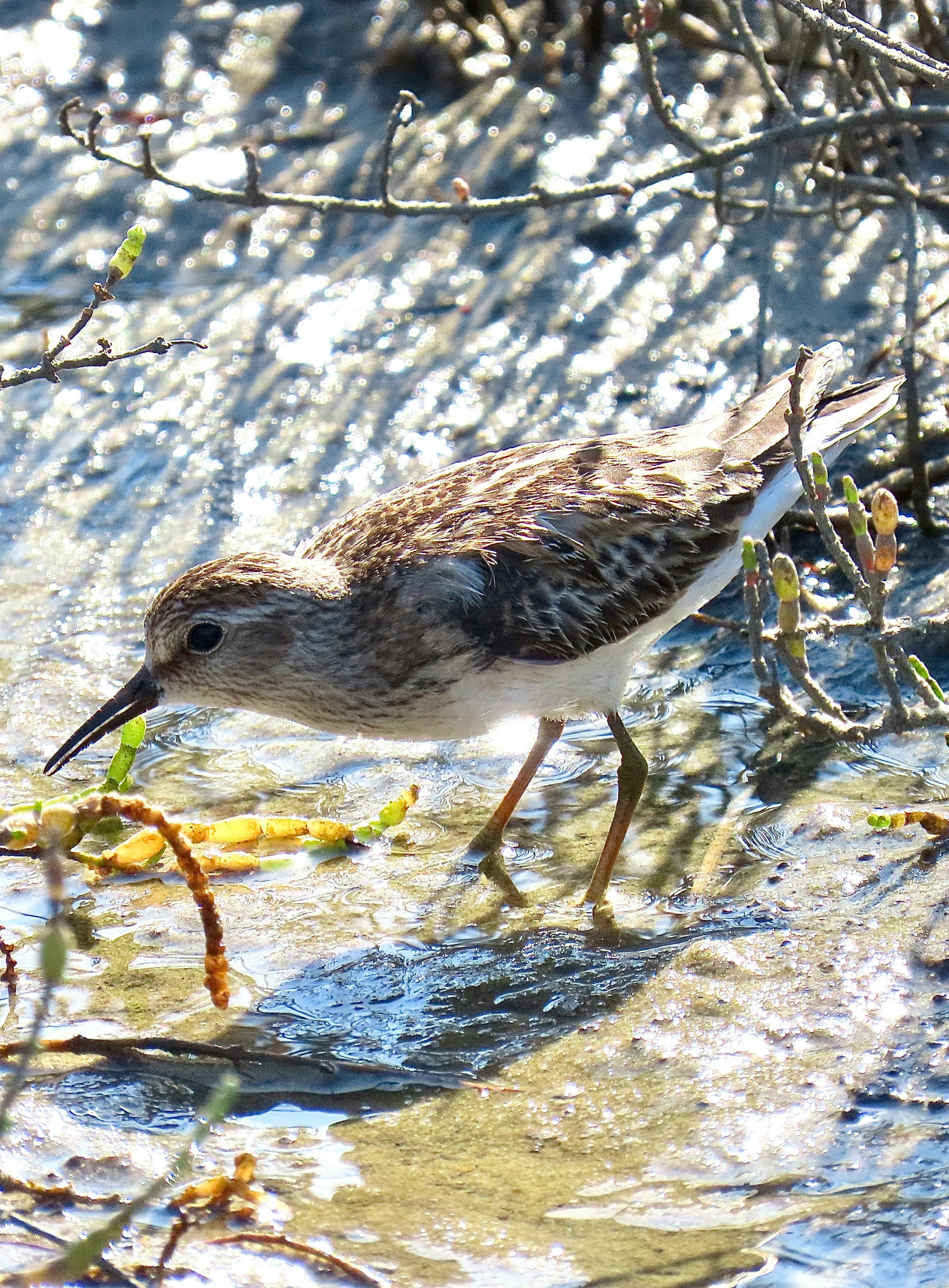 Close-up of a Sandpiper Wading in a Stream · Free Stock Photo