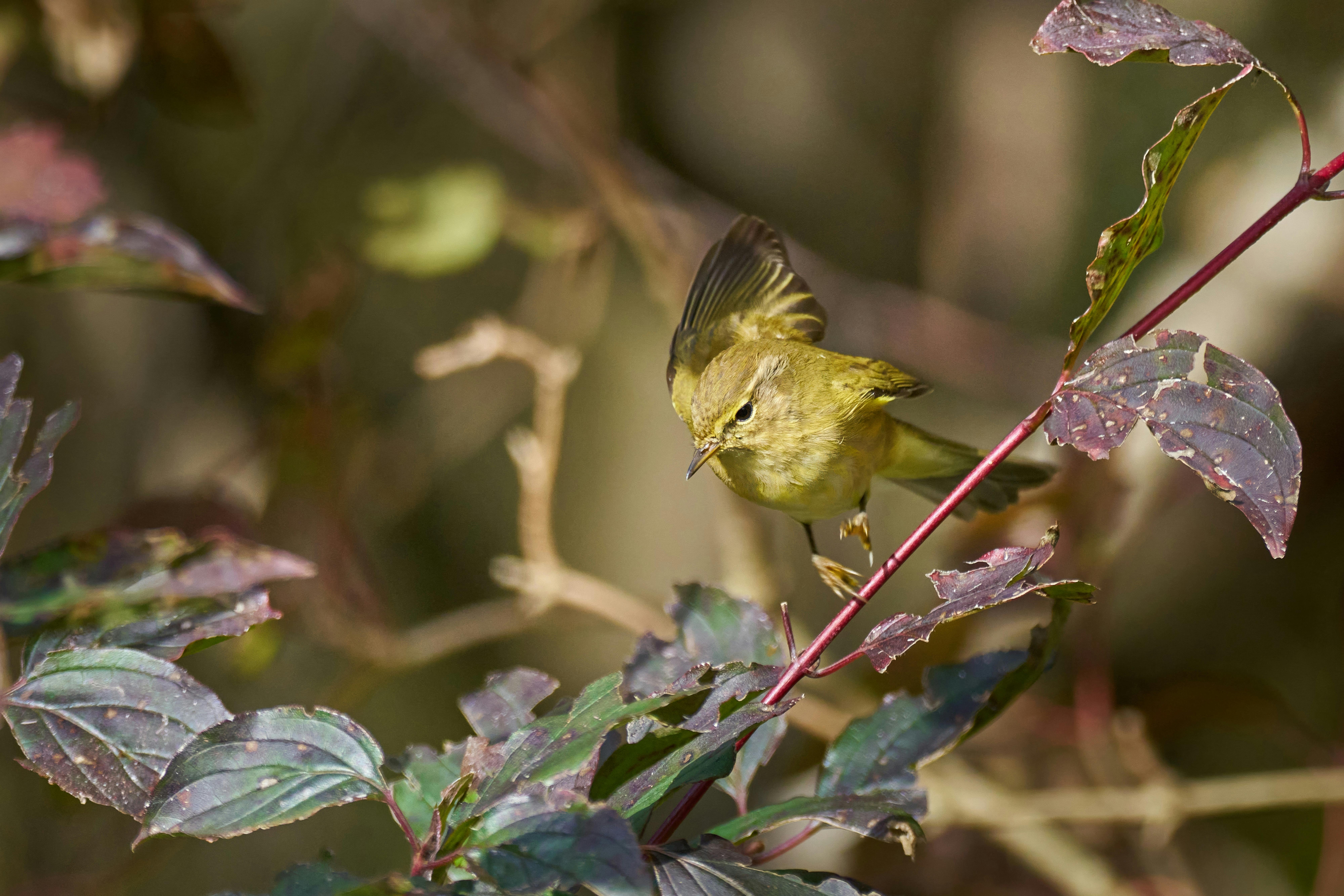 Phylloscopus Trochilus Habitat Migration and Conservation