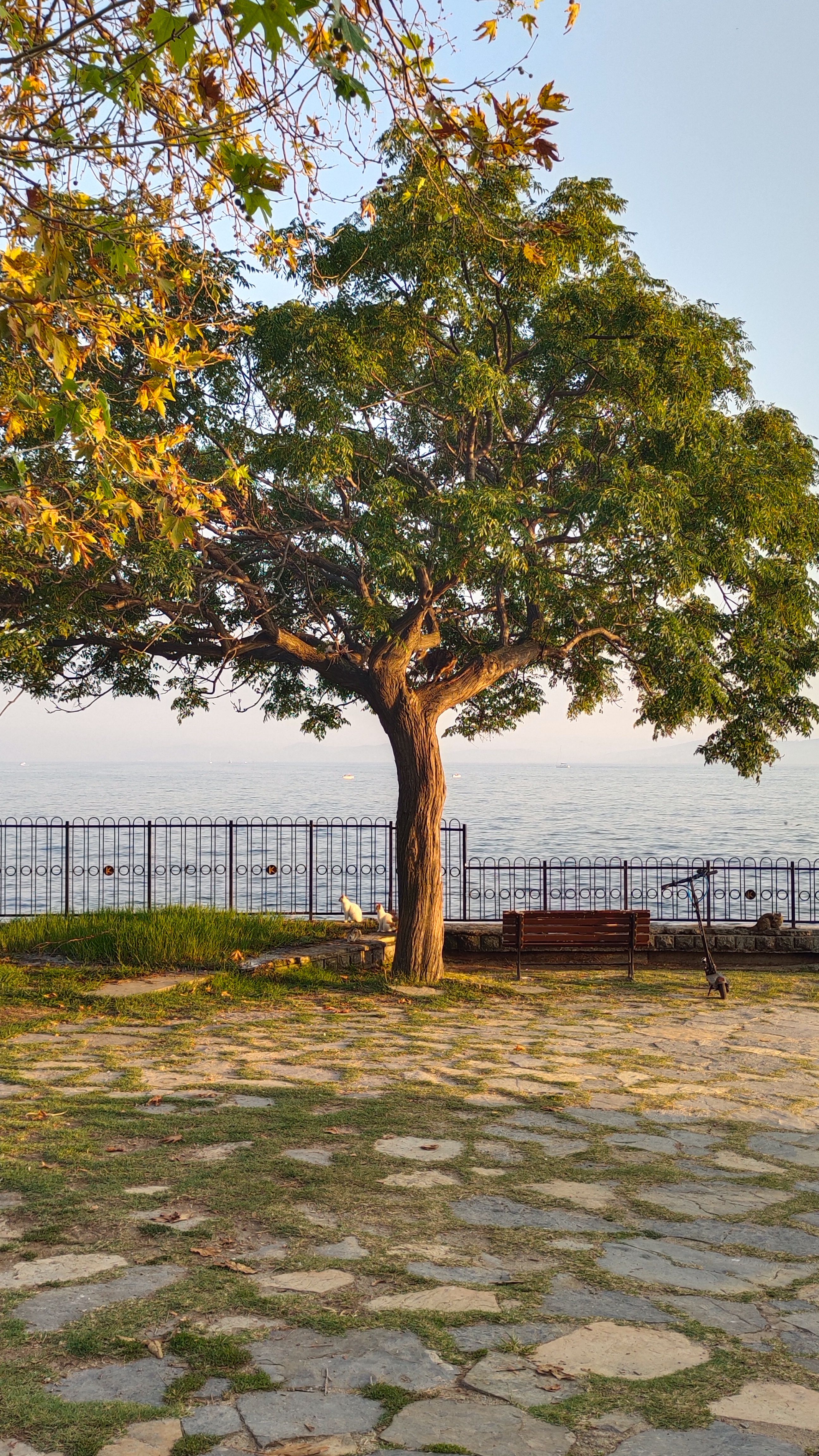 Serene Lakeside Tree in Autumn Light · Free Stock Photo