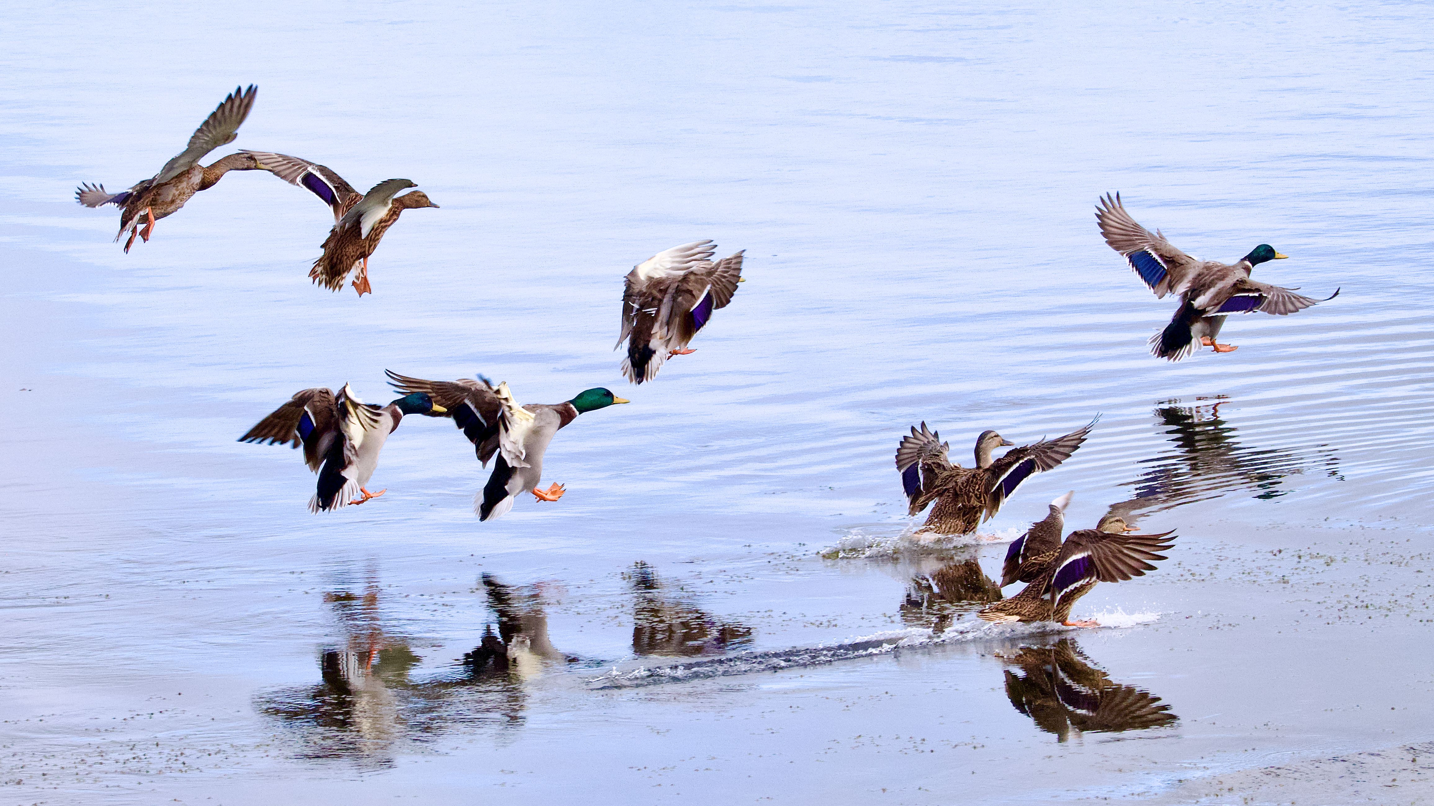 Patos Blancos Tranquilos Nadando En Un Estanque Tranquilo · Foto de ...
