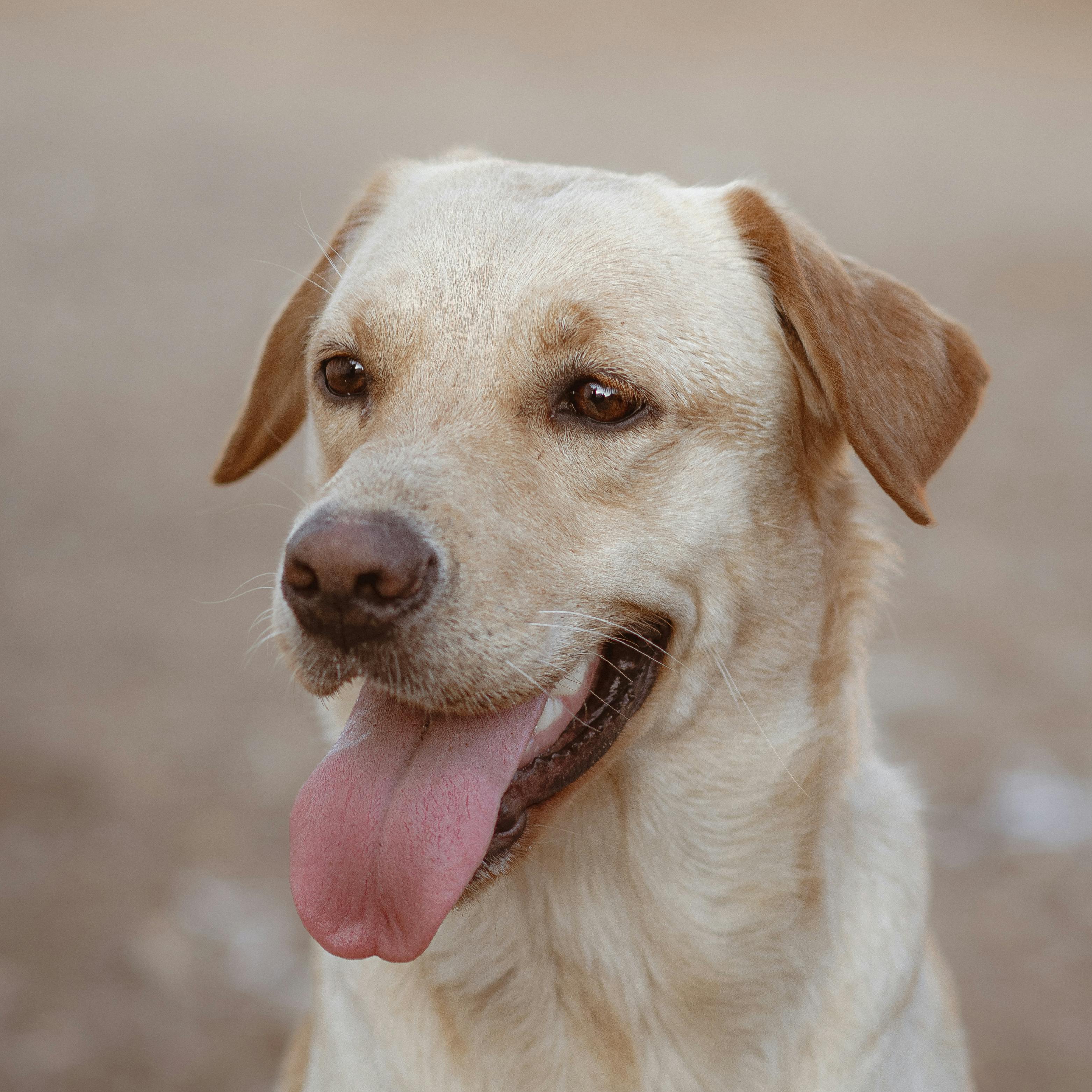 Friendly Labrador Retriever Portrait Outdoors · Free Stock Photo