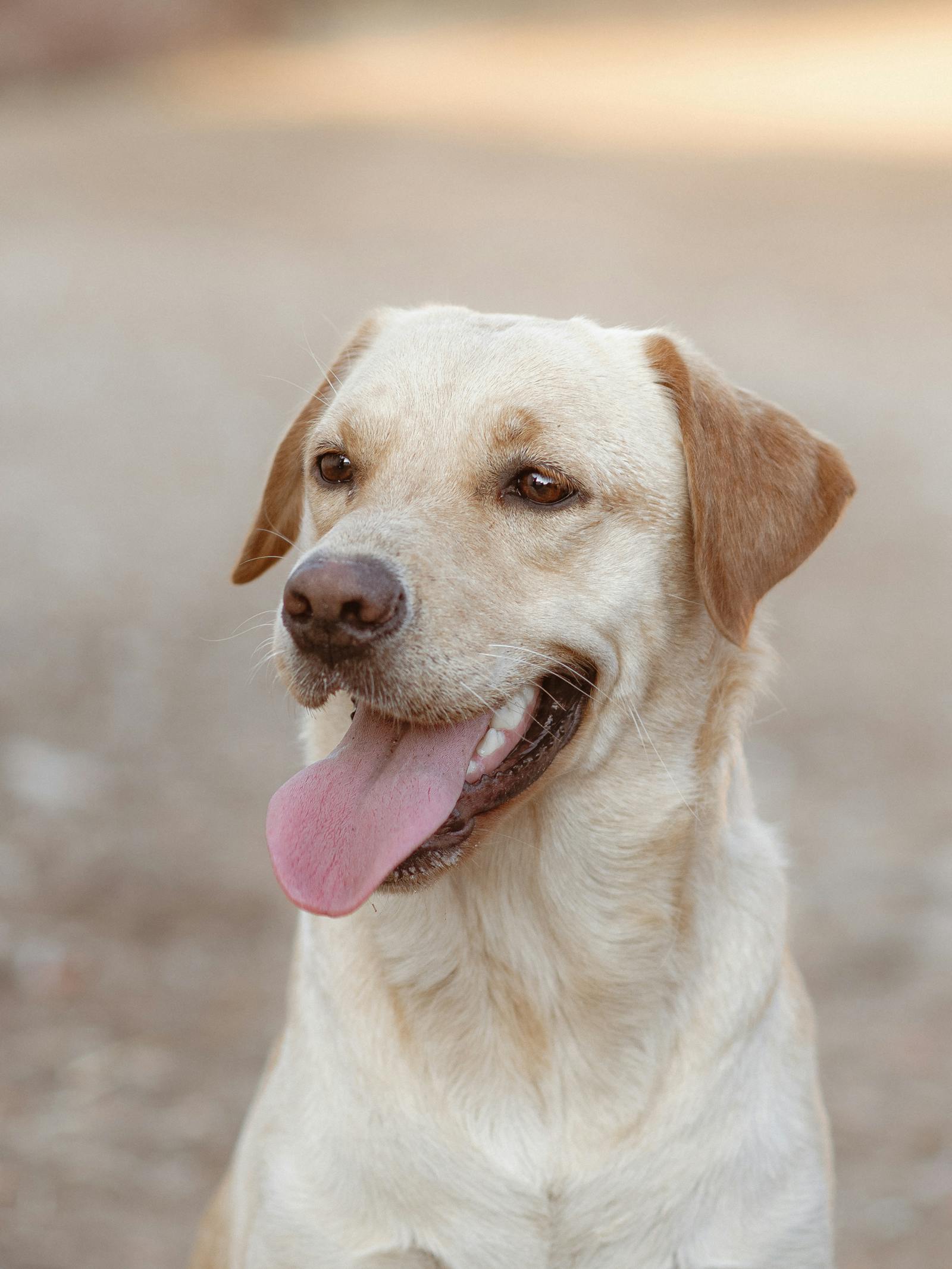 Yellow Labrador Camping Photos, Download The BEST Free Yellow Labrador ...