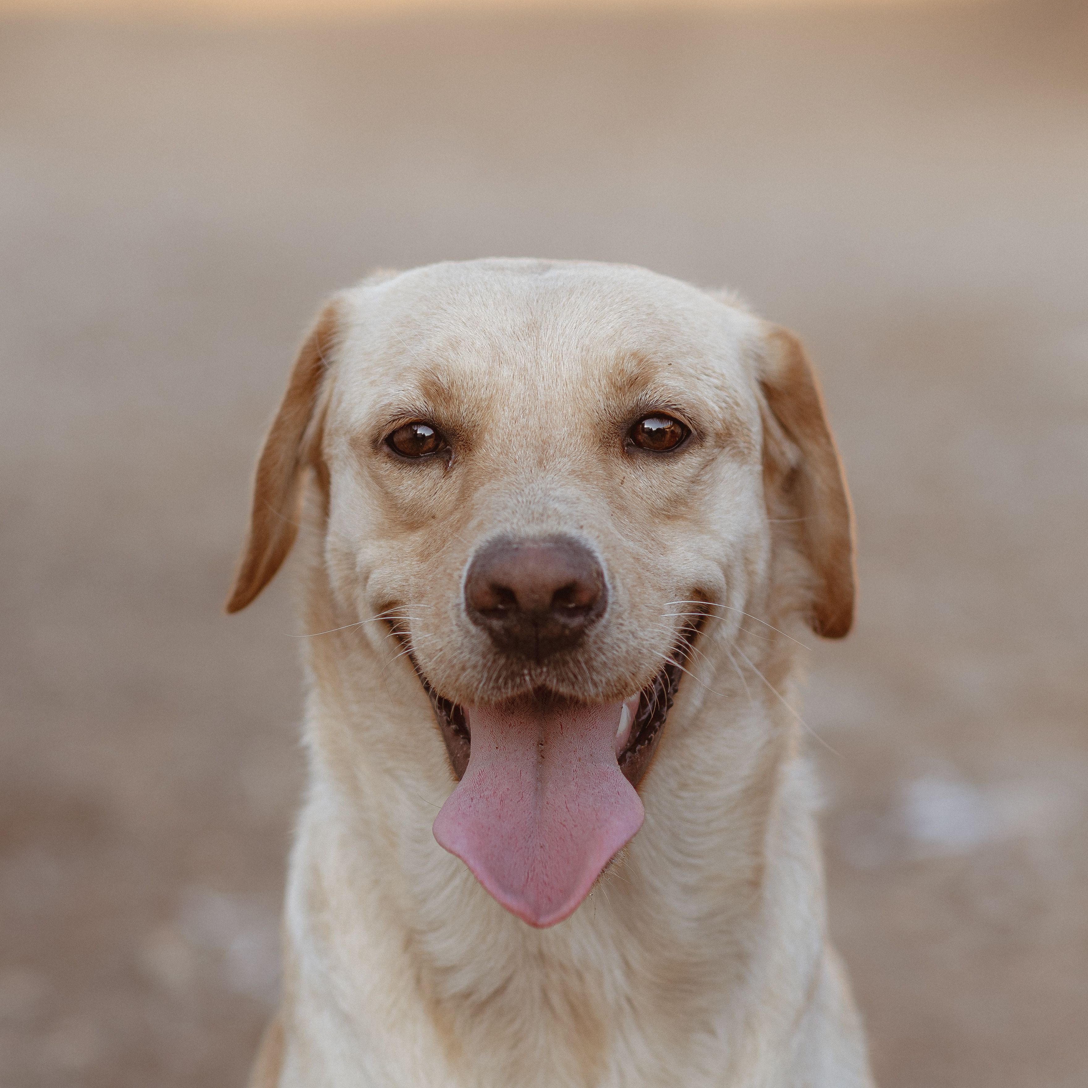 Happy Labrador Retriever in Jendouba Tunisia · Free Stock Photo