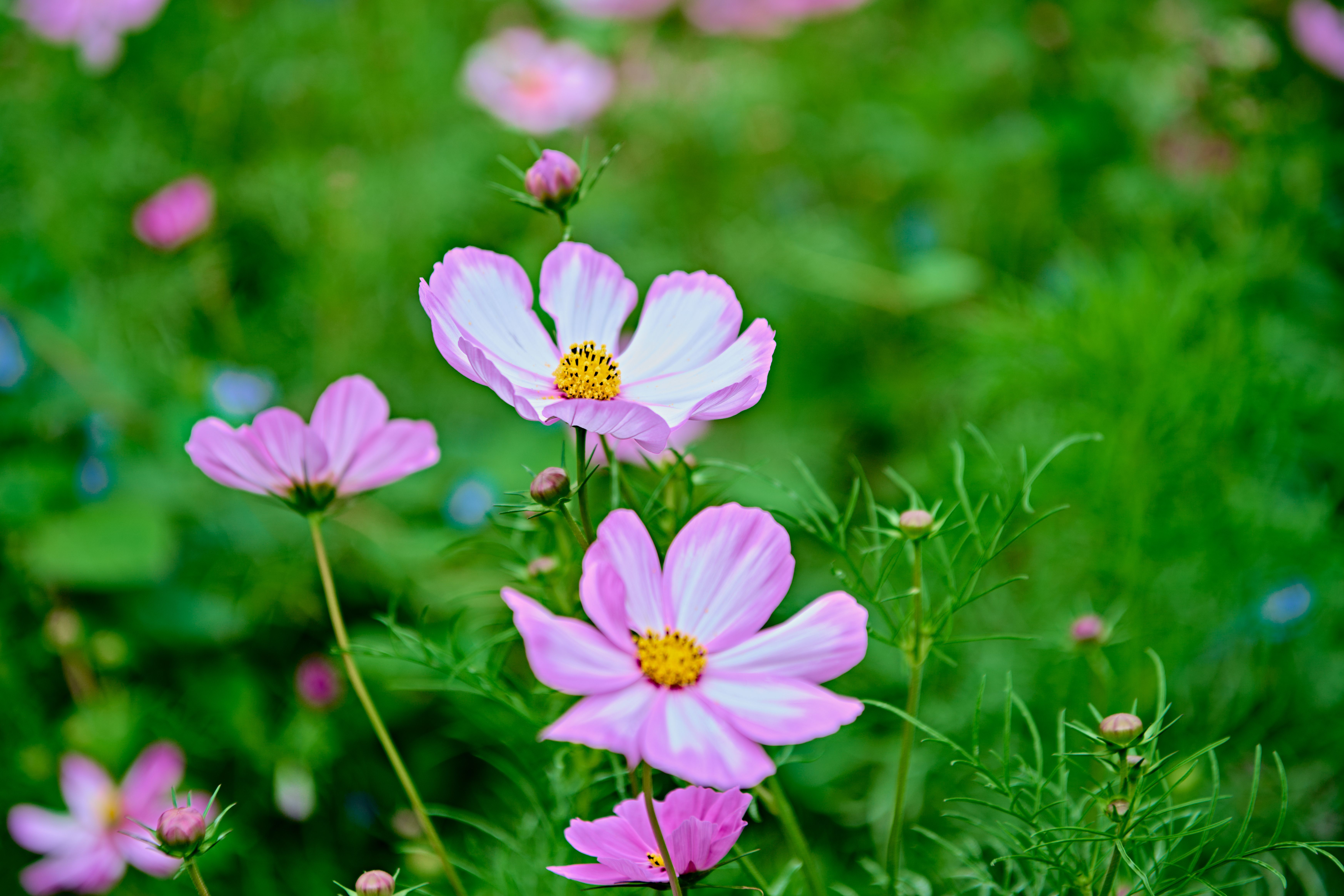 Bright Pink Cosmos Flowers in Full Bloom · Free Stock Photo