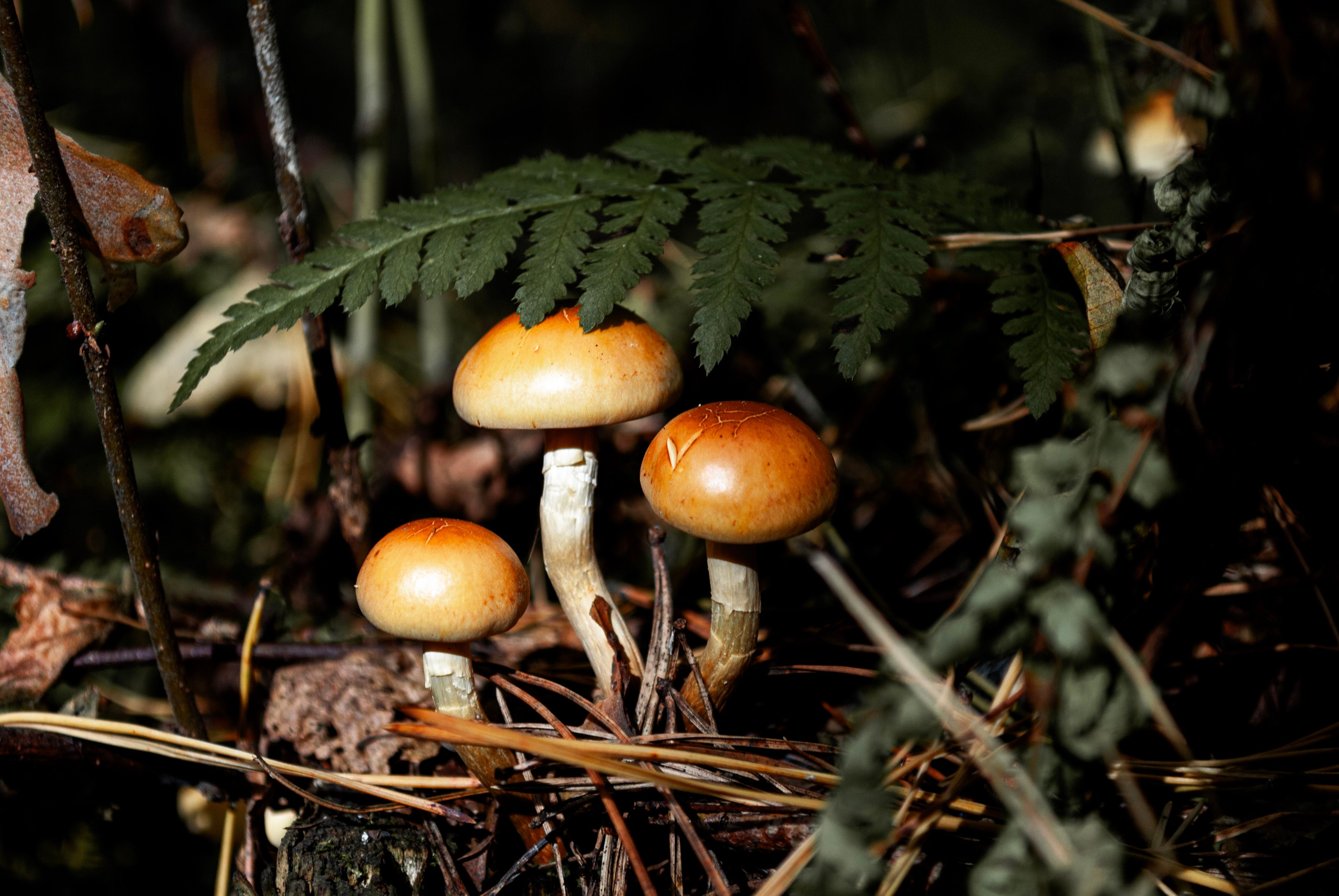 Beautiful Fungi Photos, Download The BEST Free Beautiful Fungi Stock ...