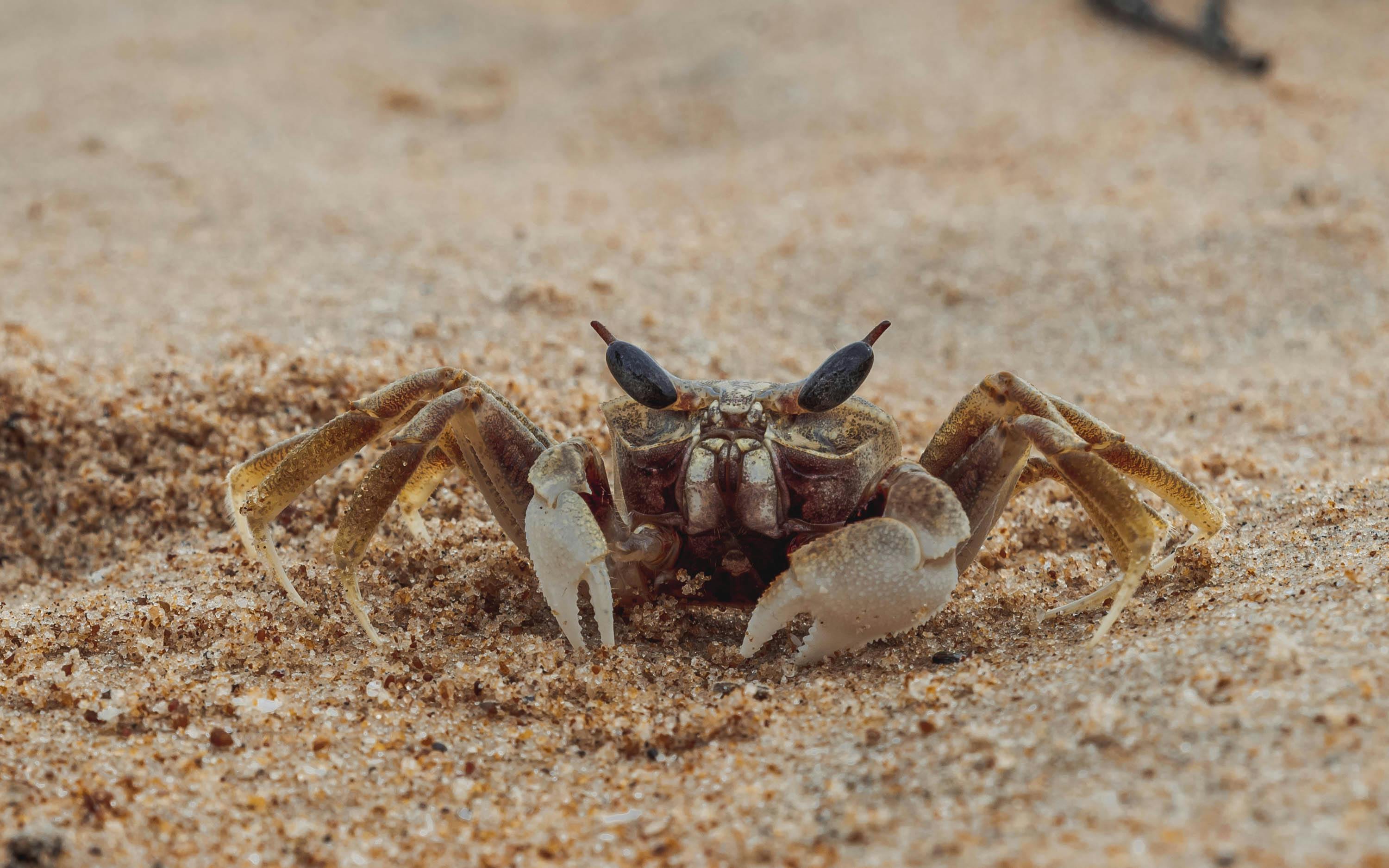 Fiddler Crab on Sandy Beach in Calangute, India · Free Stock Photo