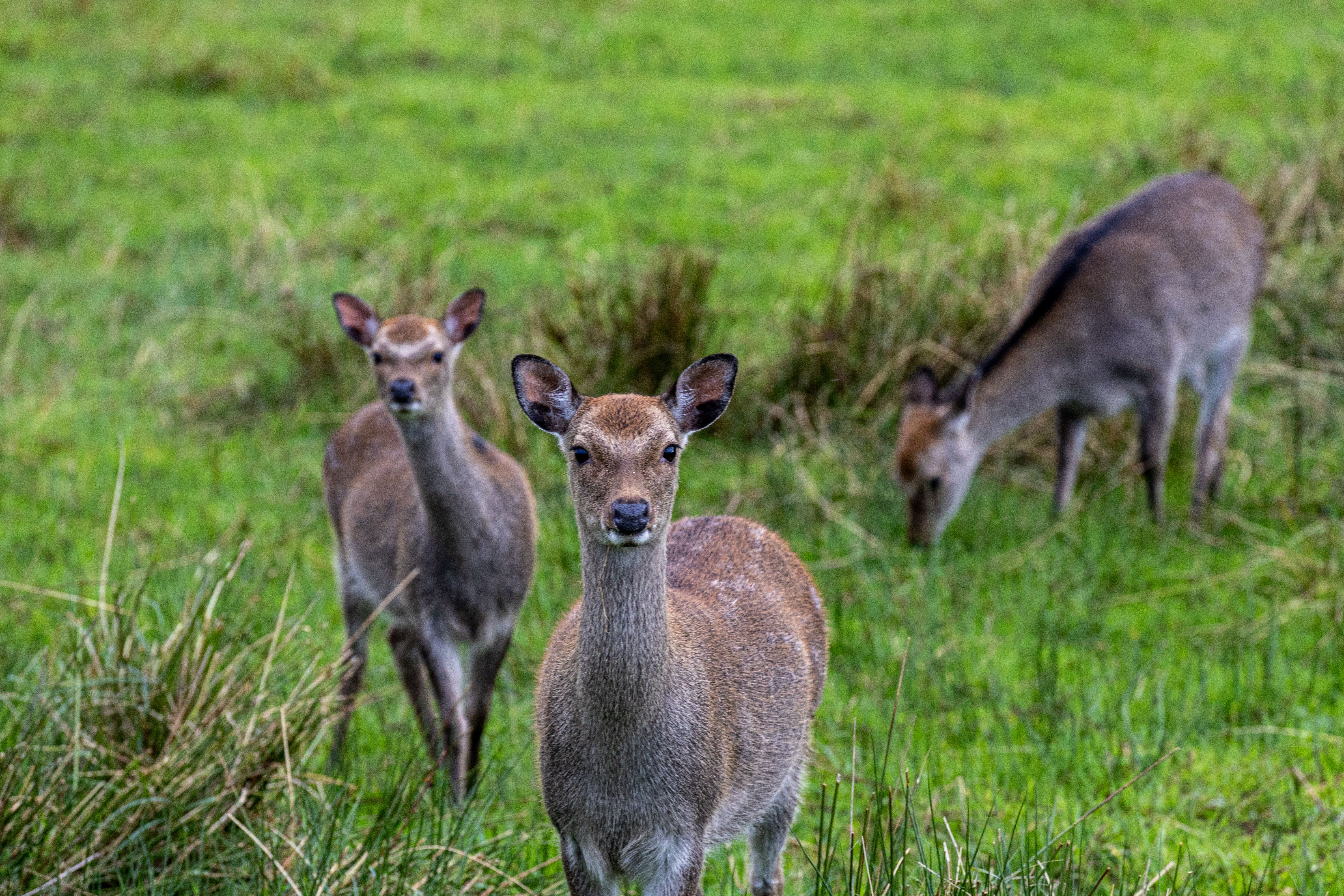 Wild Deer Grazing in Killarney, Ireland · Free Stock Photo