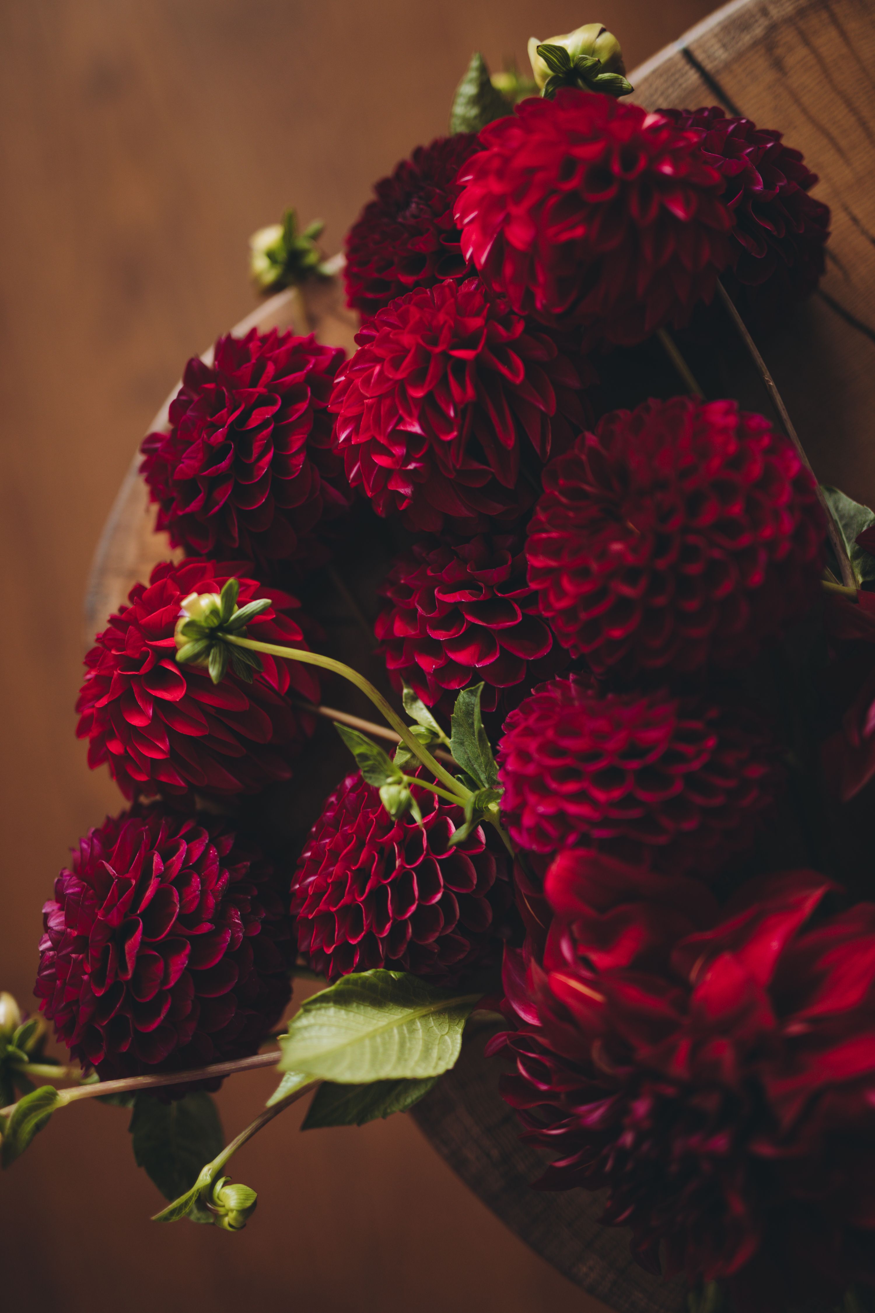 Vibrant Red Dahlias in Autumn Setting · Free Stock Photo