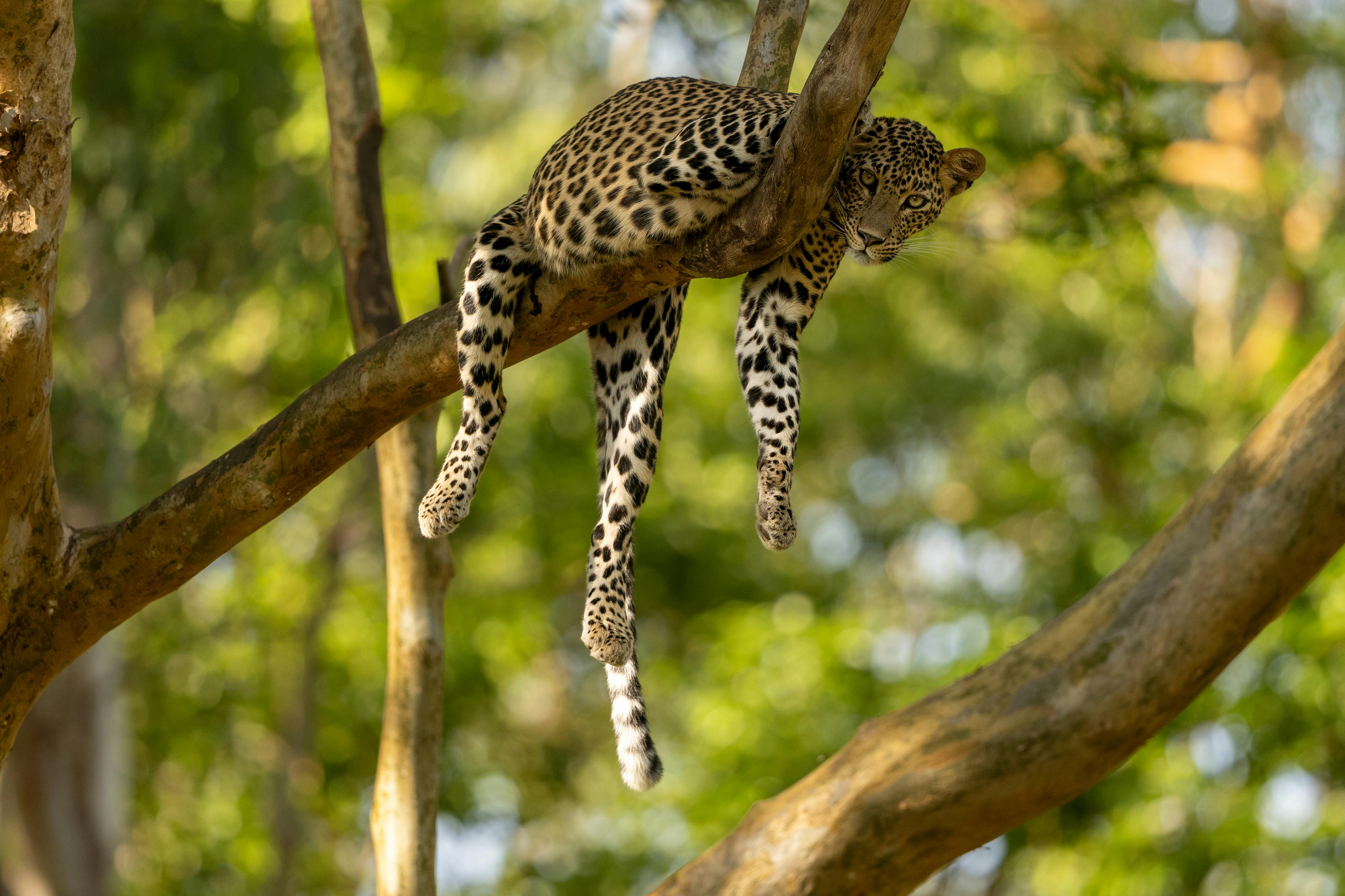 Relaxing Leopard Resting in Tree, India · Free Stock Photo