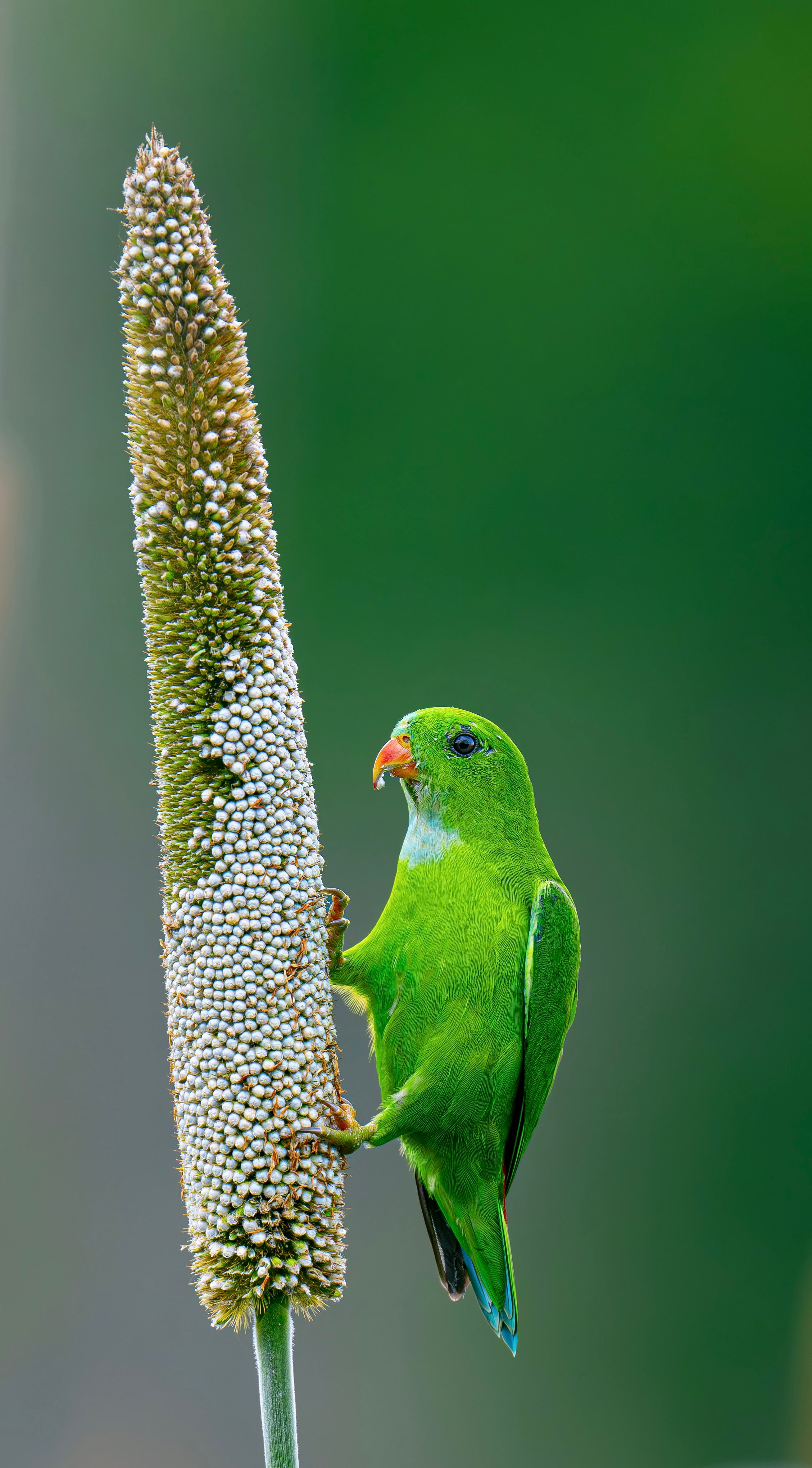 Parrot Wallpaper Photos, Download The BEST Free Parrot Wallpaper Stock ...
