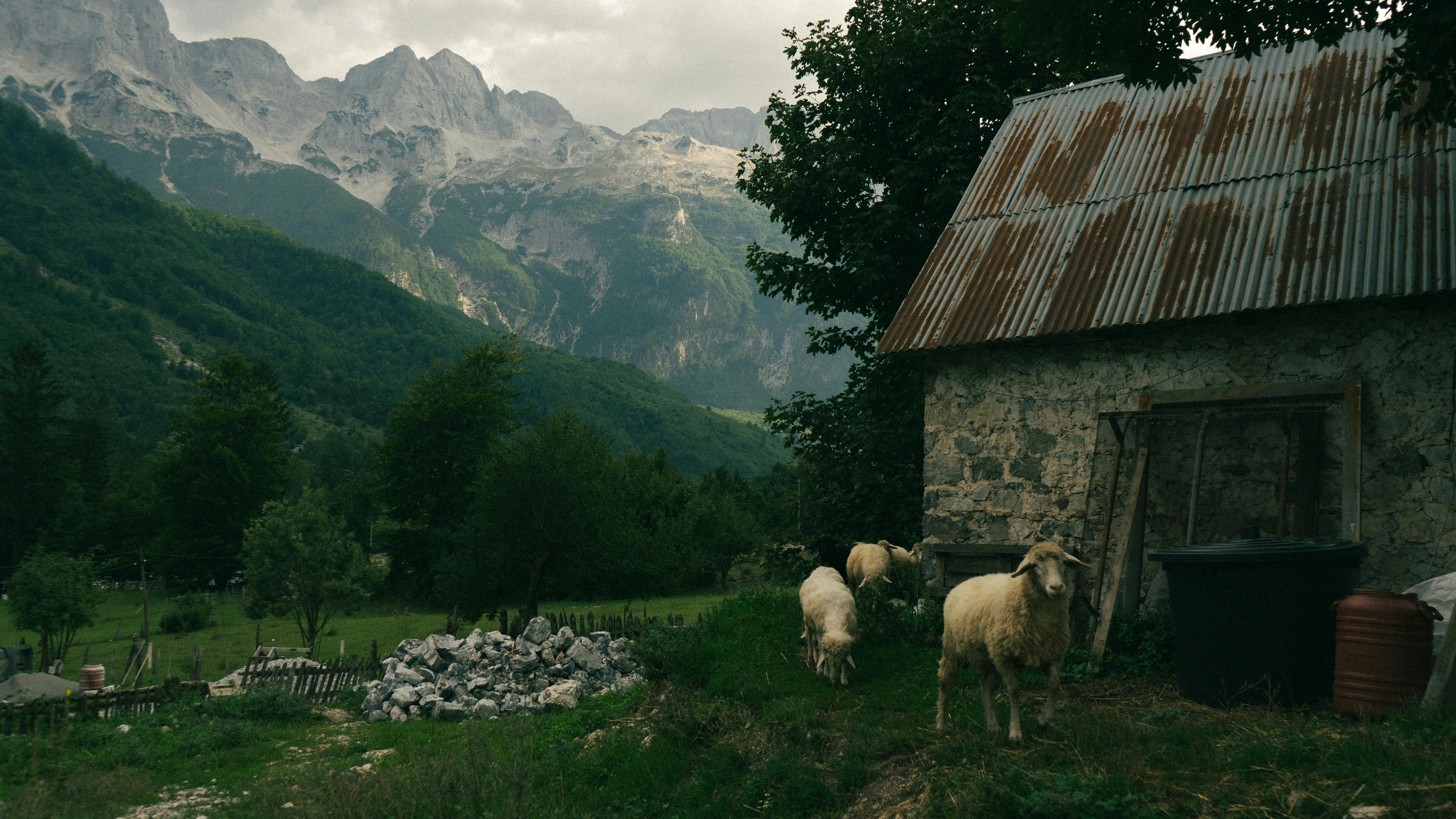 Rural Sheep Farm in Valbonë Albania Mountains · Free Stock Photo
