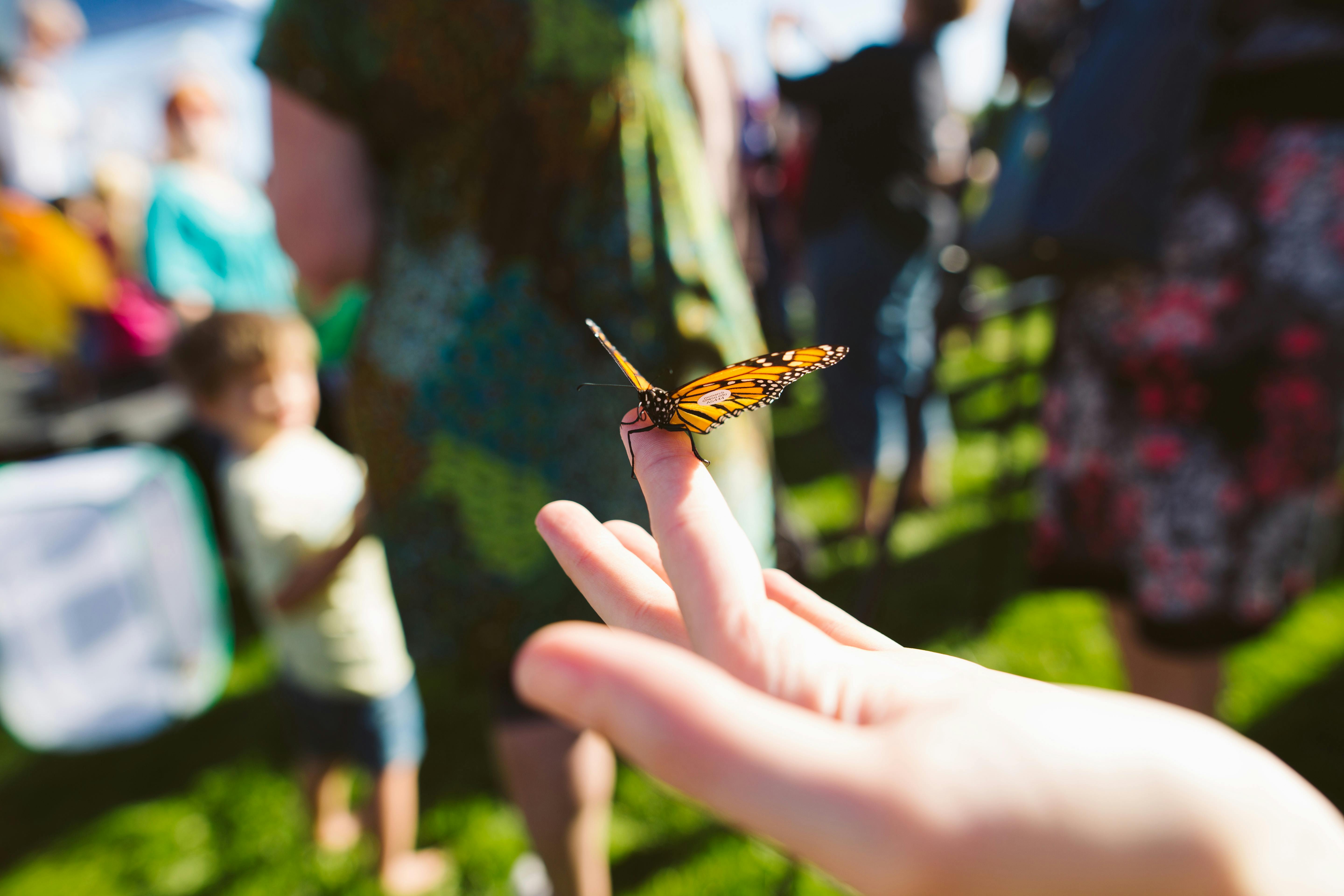 Selective Focus Photography of a Butterfly Perching on Human Finger ...