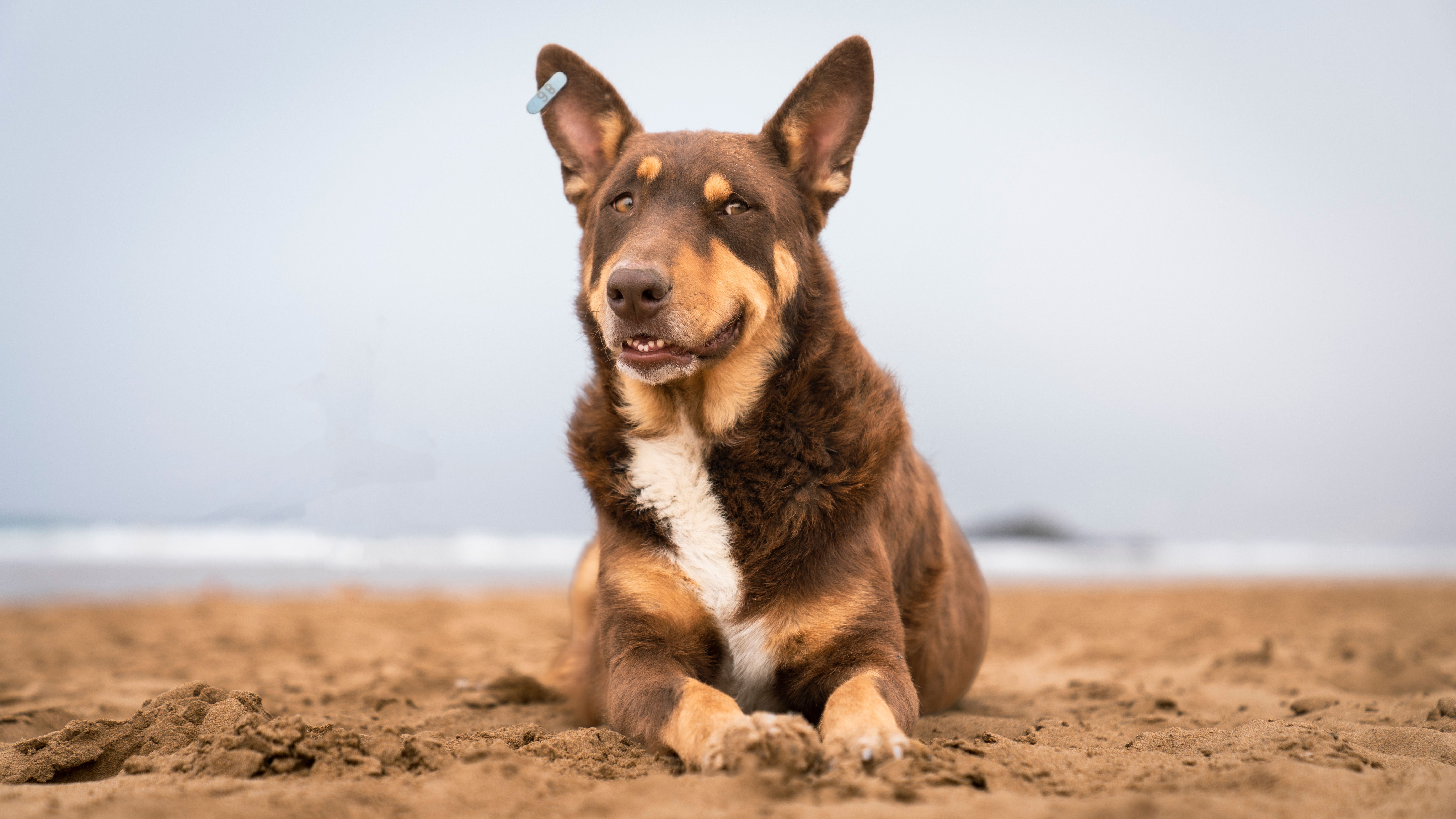 Playful Dog Relaxing on Taghazout Beach · Free Stock Photo