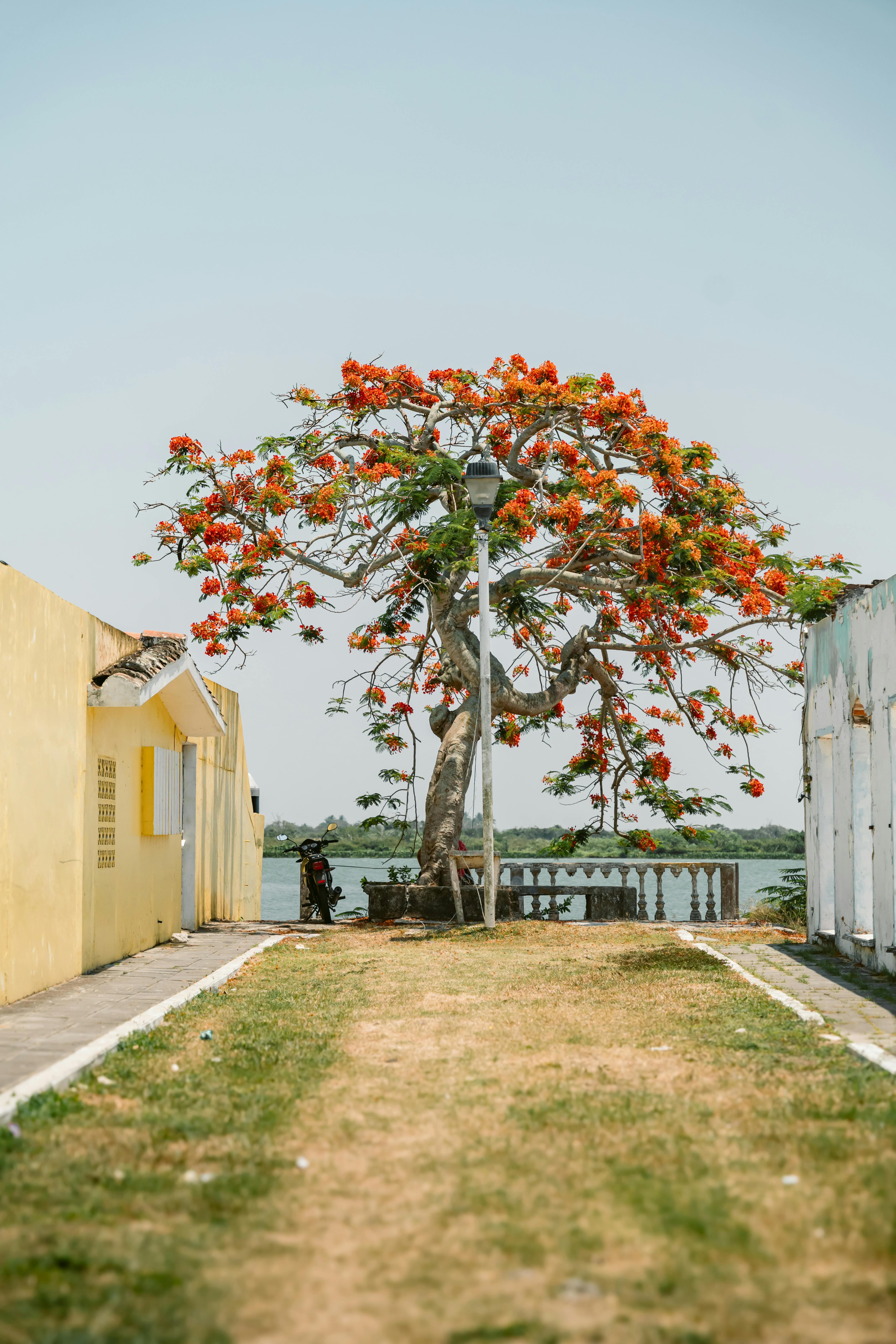 Colorful Flame Tree in Tlacotalpan, Mexico · Free Stock Photo