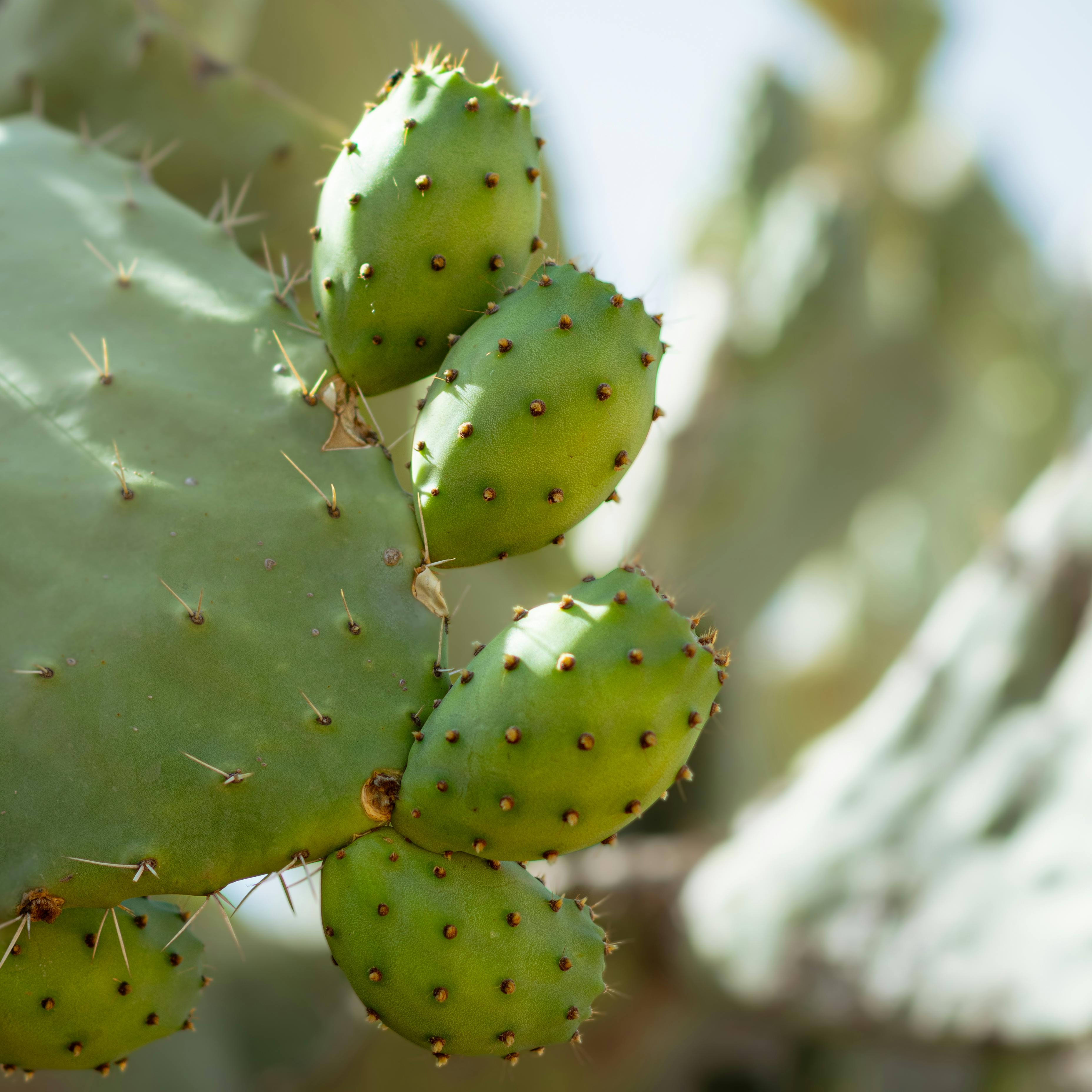 Prickly Pear Cactus Fruit in Tunisia · Free Stock Photo