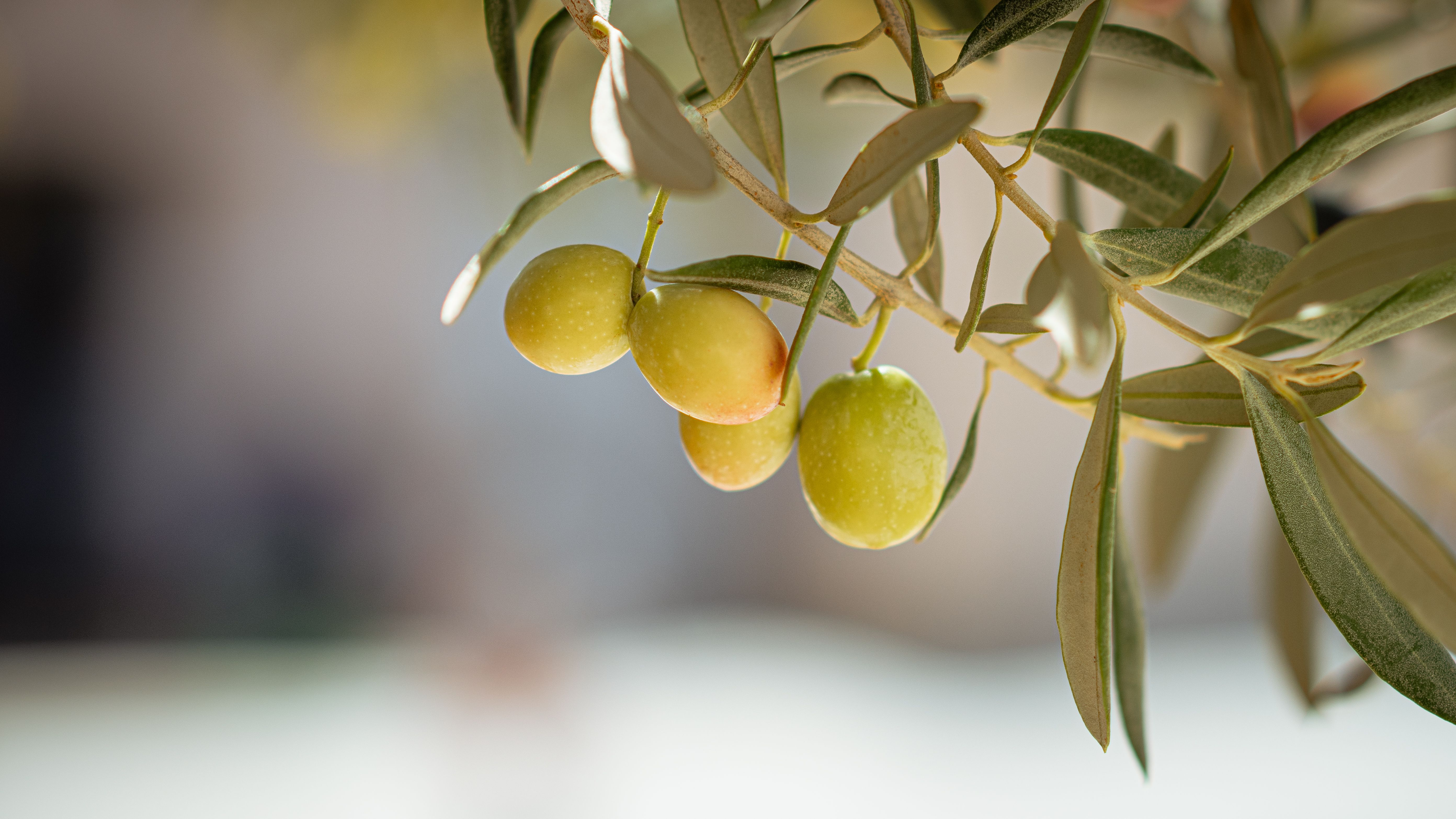 Natural Green Olives on Olive Tree Branch · Free Stock Photo