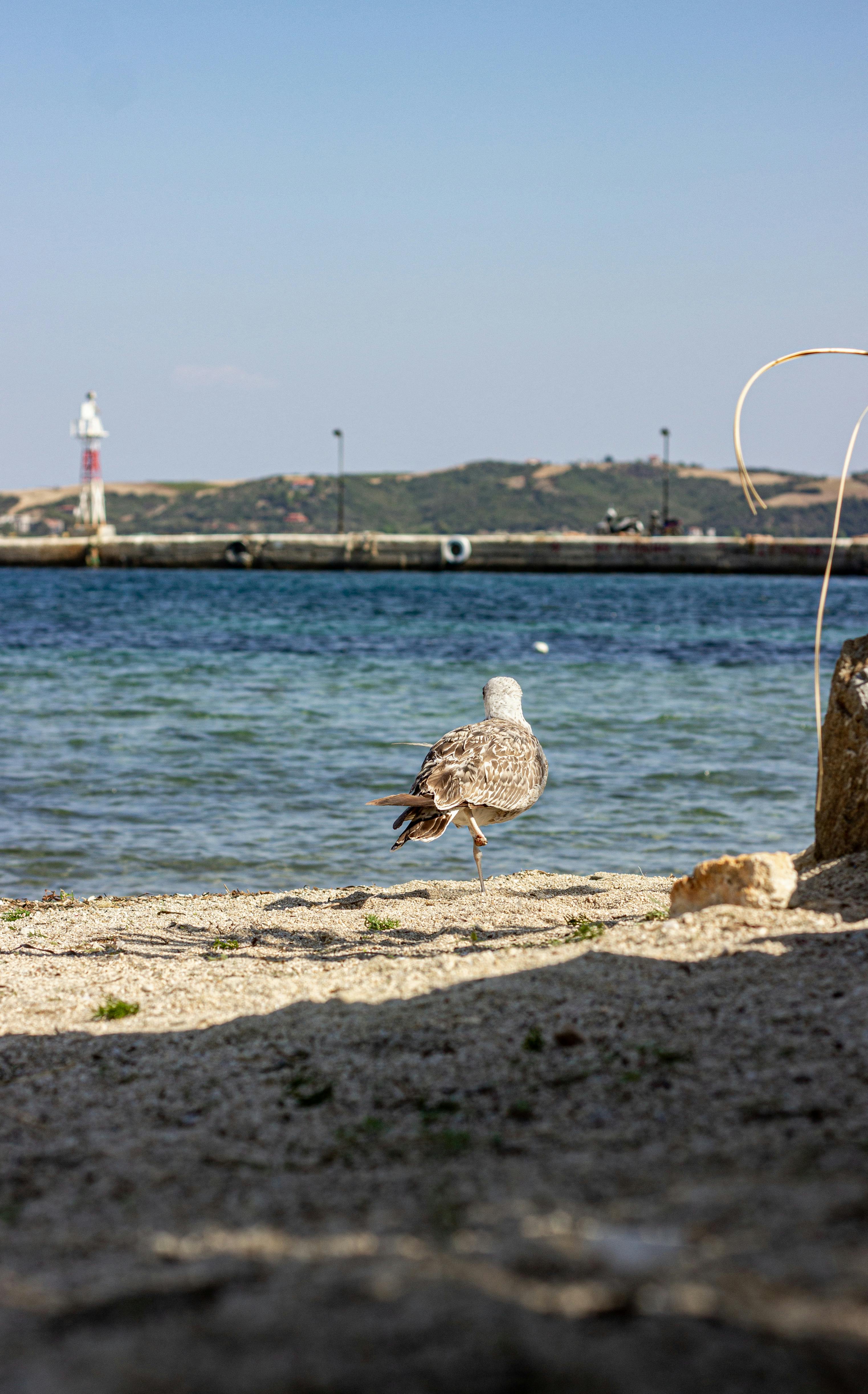 Seagull on Coastal Beach with Lighthouse View · Free Stock Photo