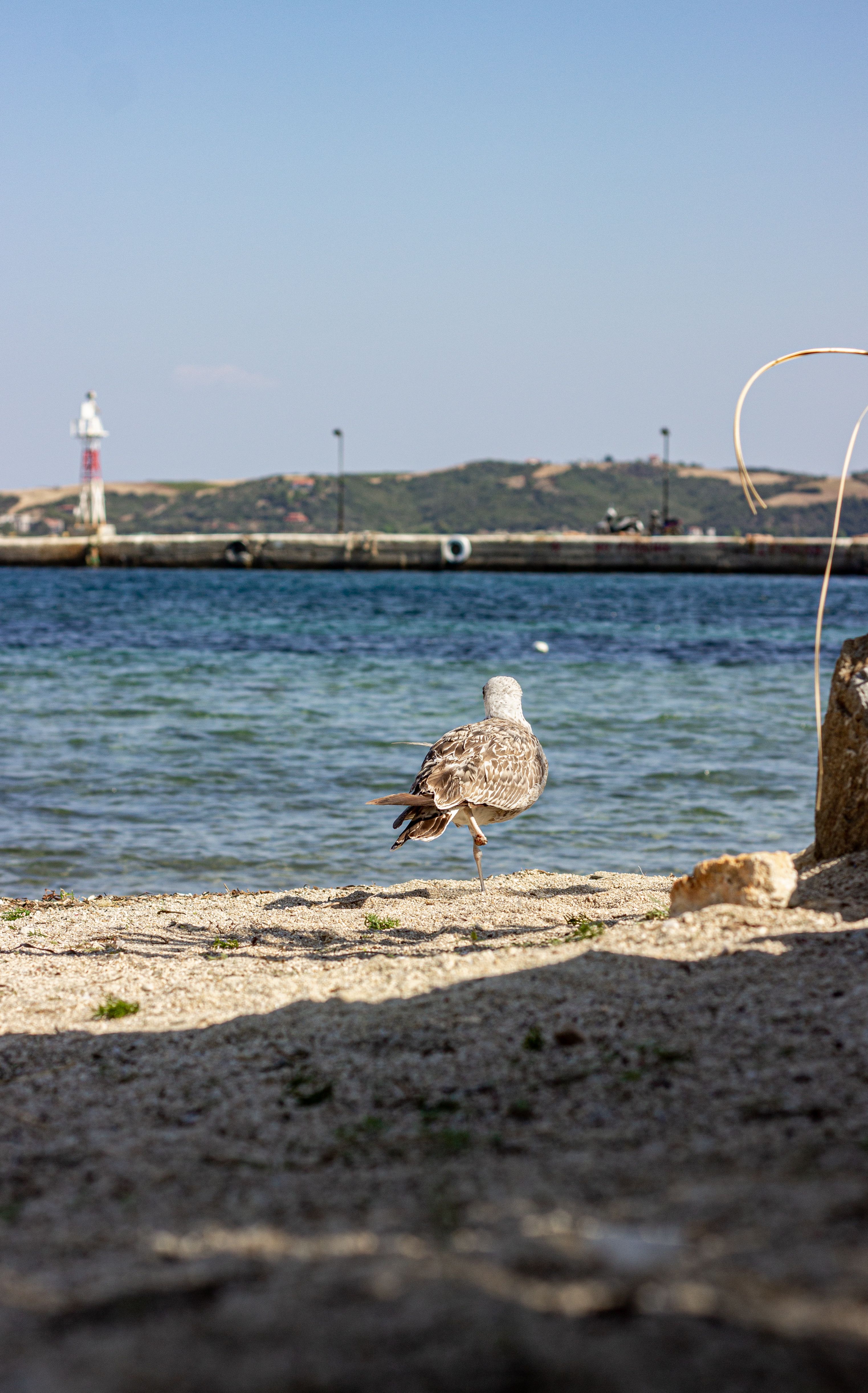 Seagull on Coastal Beach with Lighthouse View · Free Stock Photo