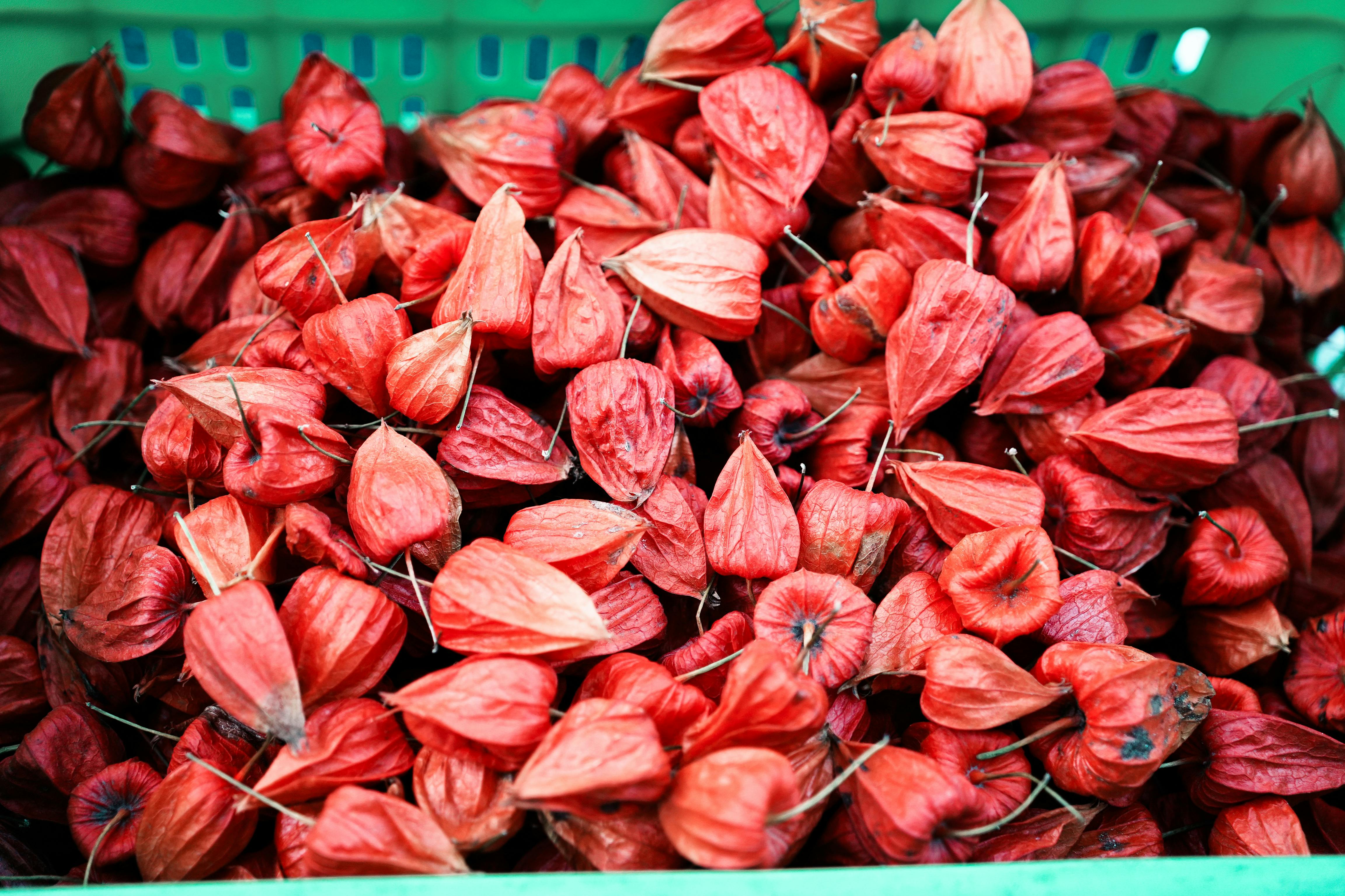 Red Pods Photos, Download The BEST Free Red Pods Stock Photos & HD Images
