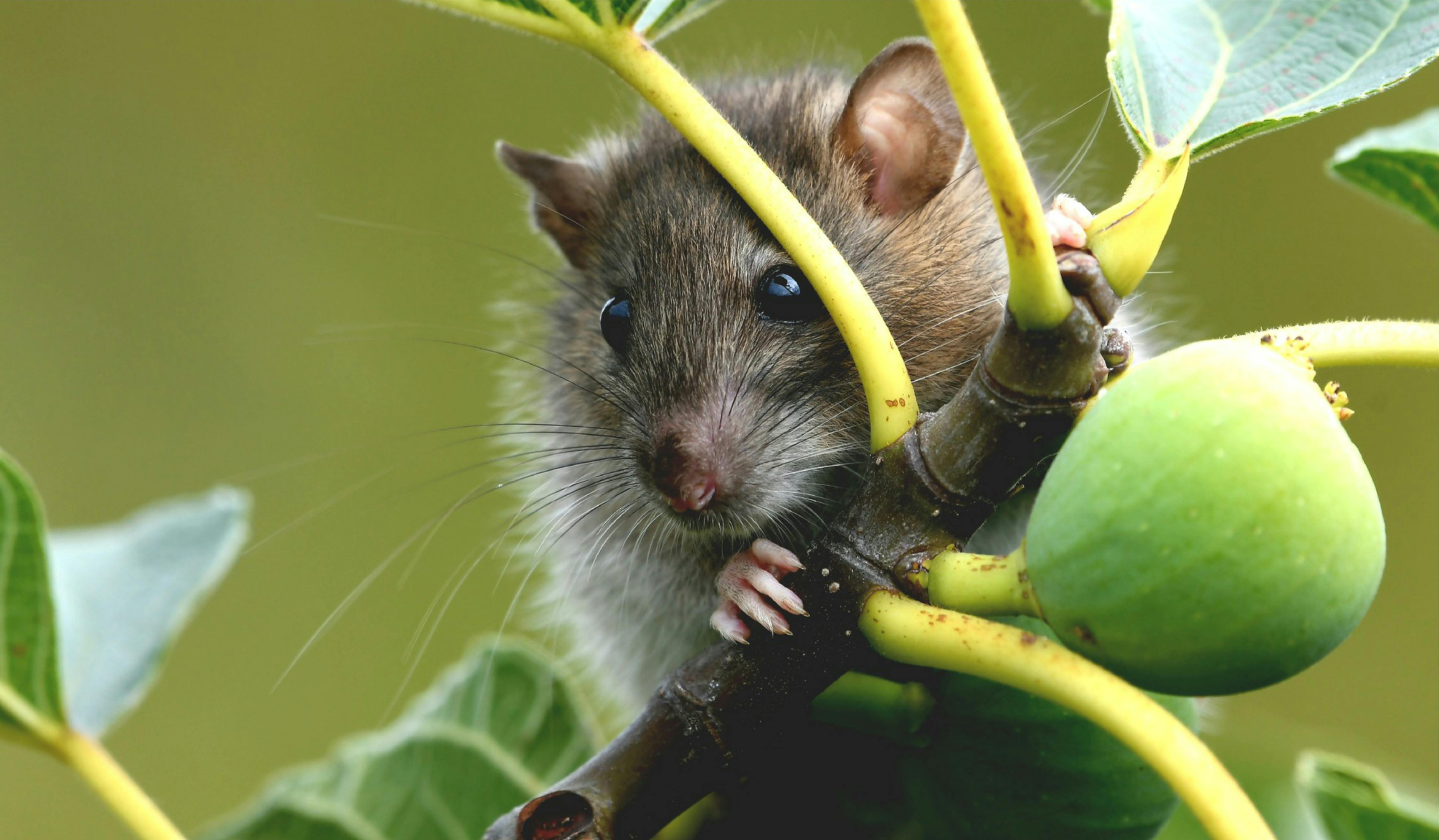Close-up of a Mouse Climbing a Fig Tree Branch · Free Stock Photo
