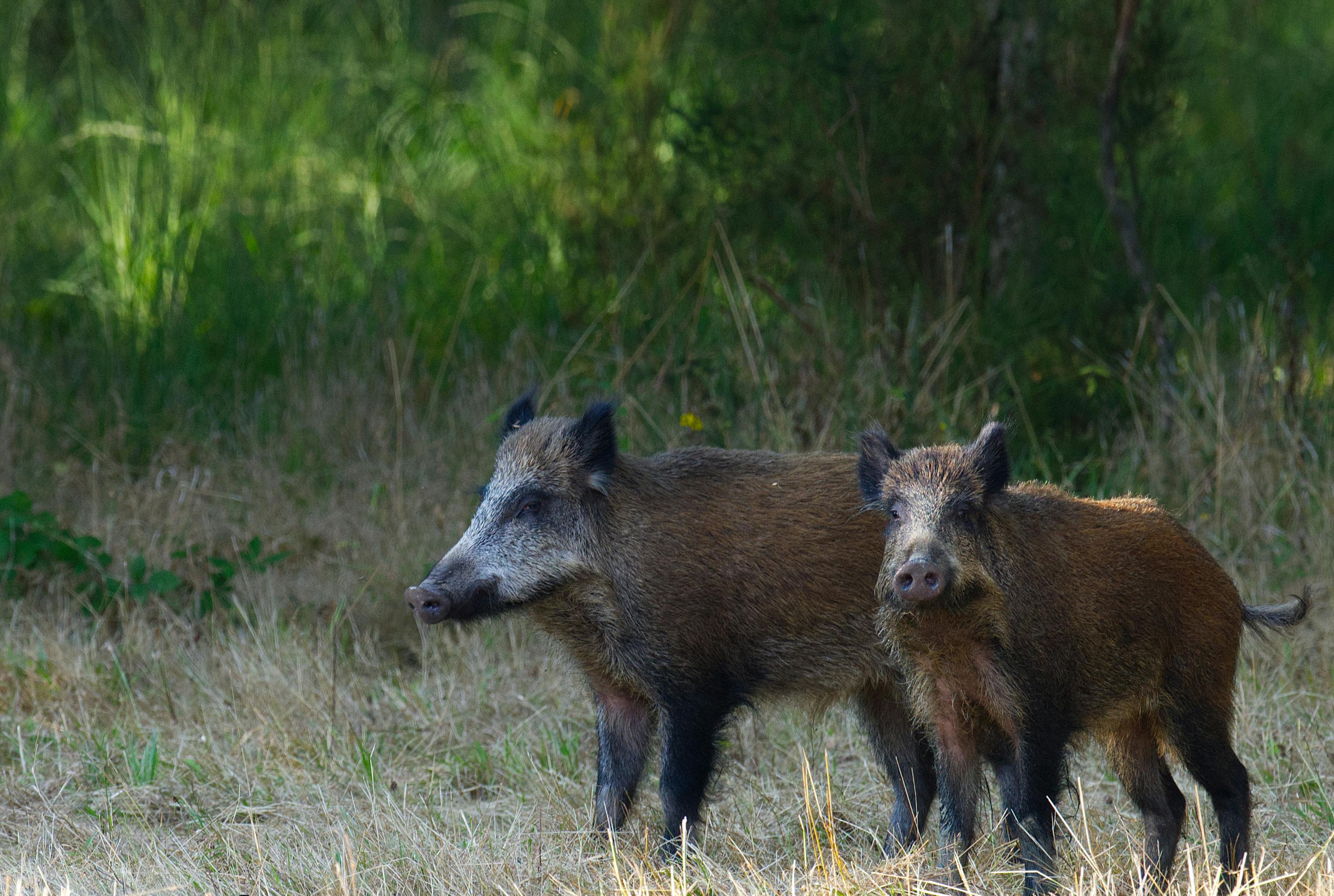Wild Boars in Forest Clearing · Free Stock Photo