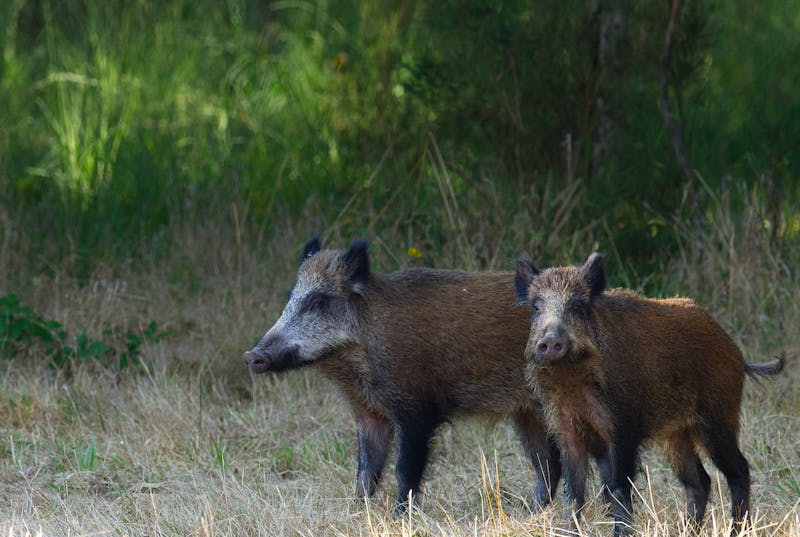 Boar Photos, Download The BEST Free Boar Stock Photos & HD Images