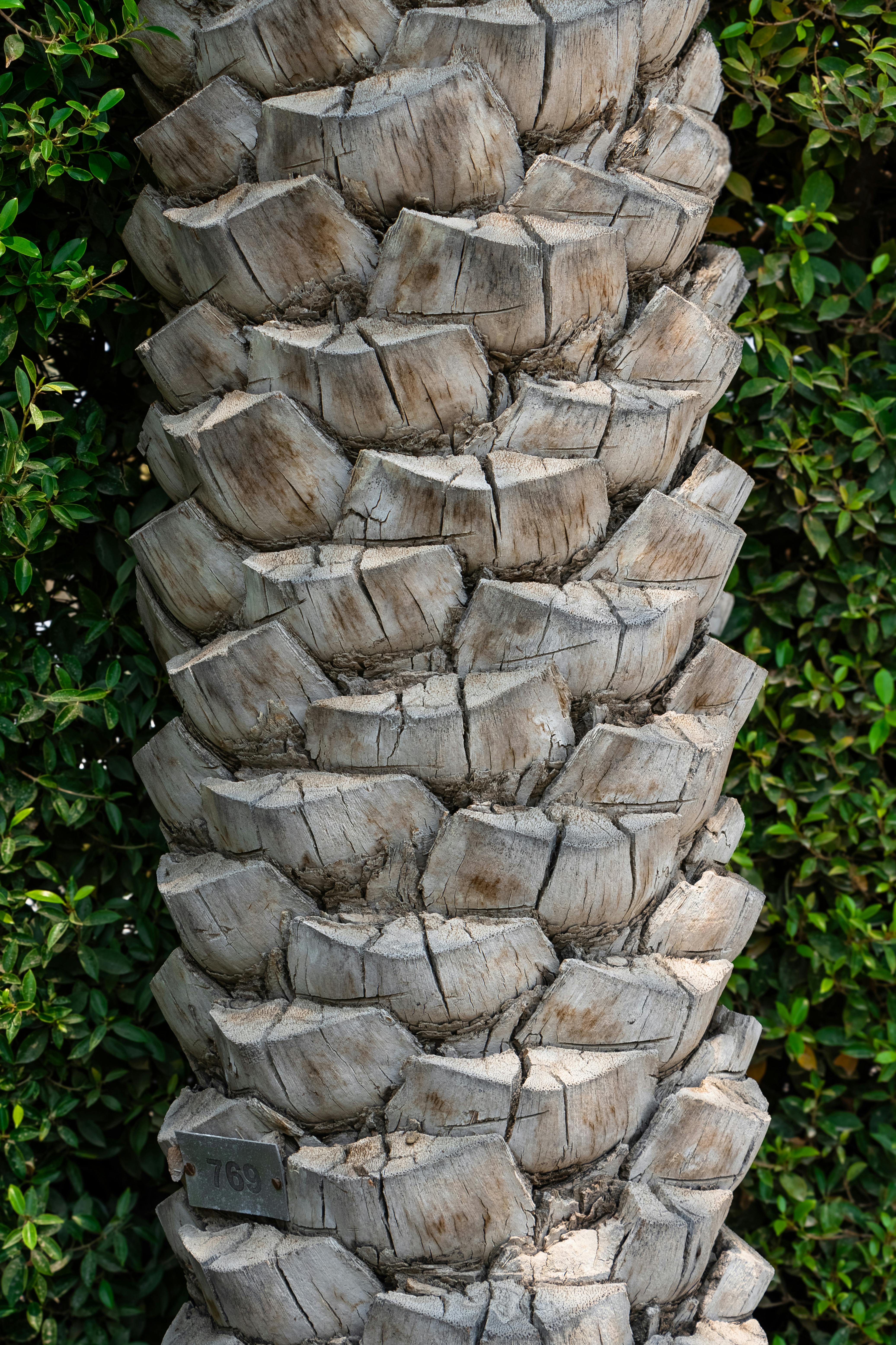 Close-up of Palm Tree Trunk in Dubai Garden · Free Stock Photo