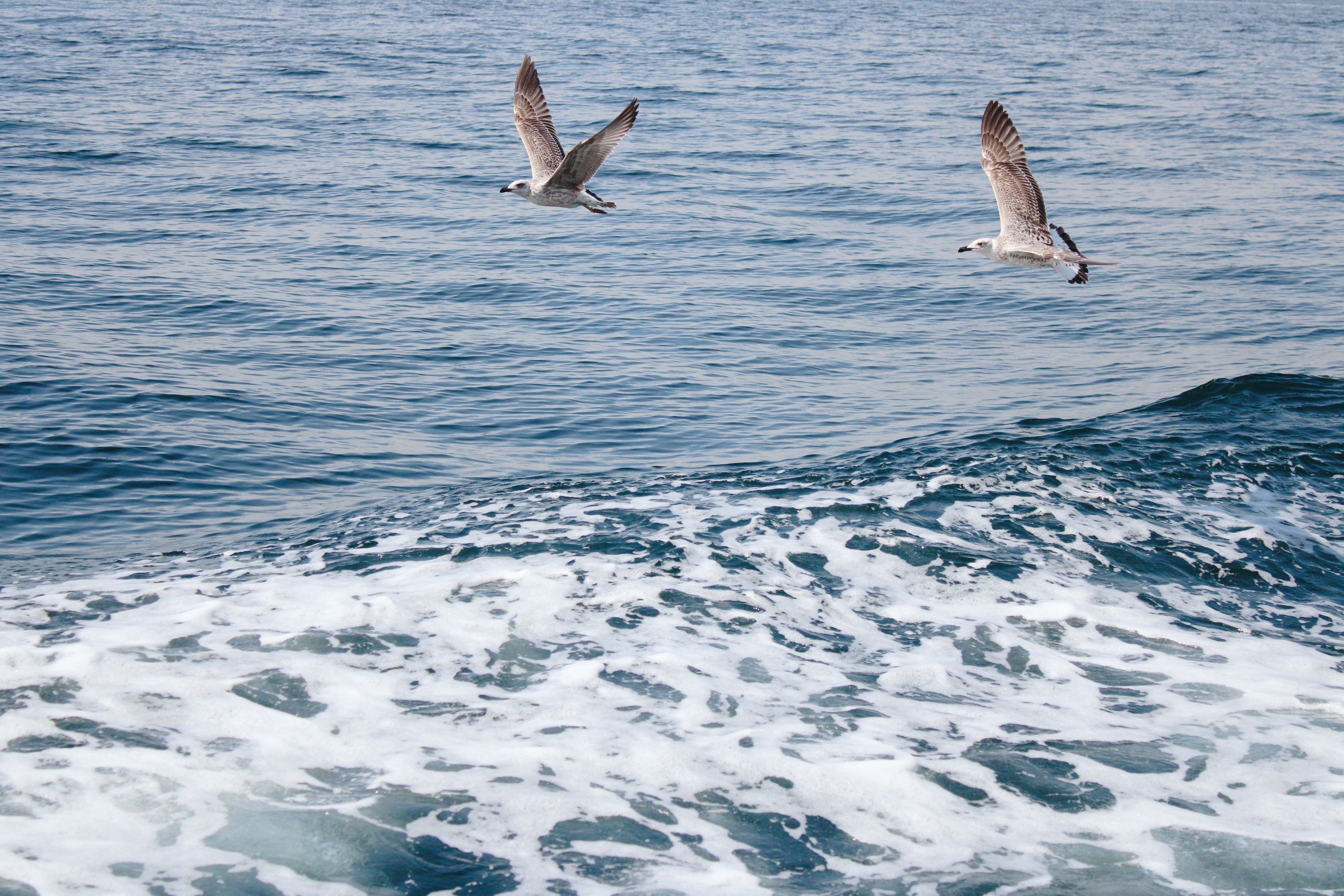 Seagulls Soaring Over Ocean Waves · Free Stock Photo