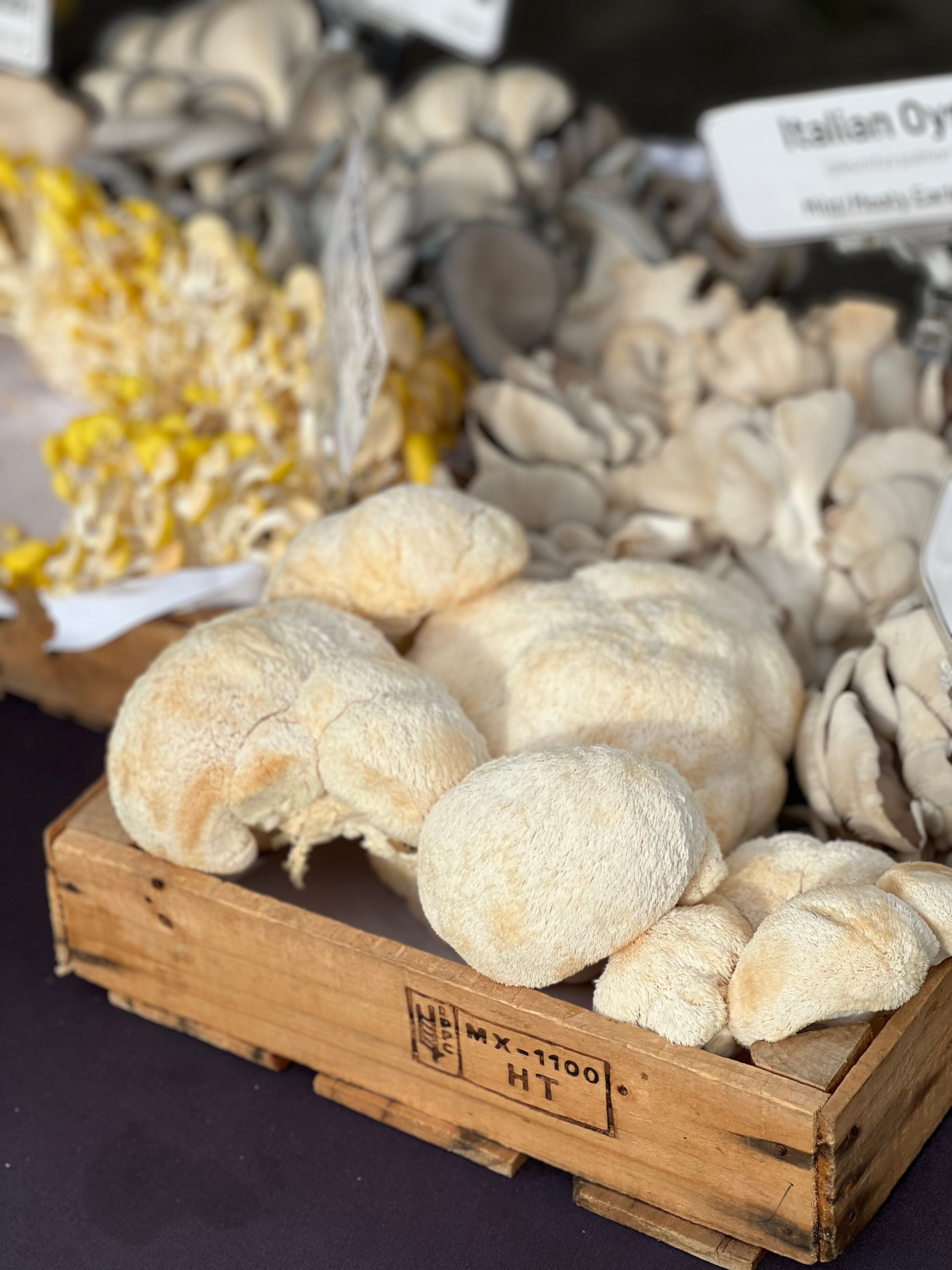 Variedad De Hongos Gourmet Frescos En Exhibición · Foto de stock gratuita