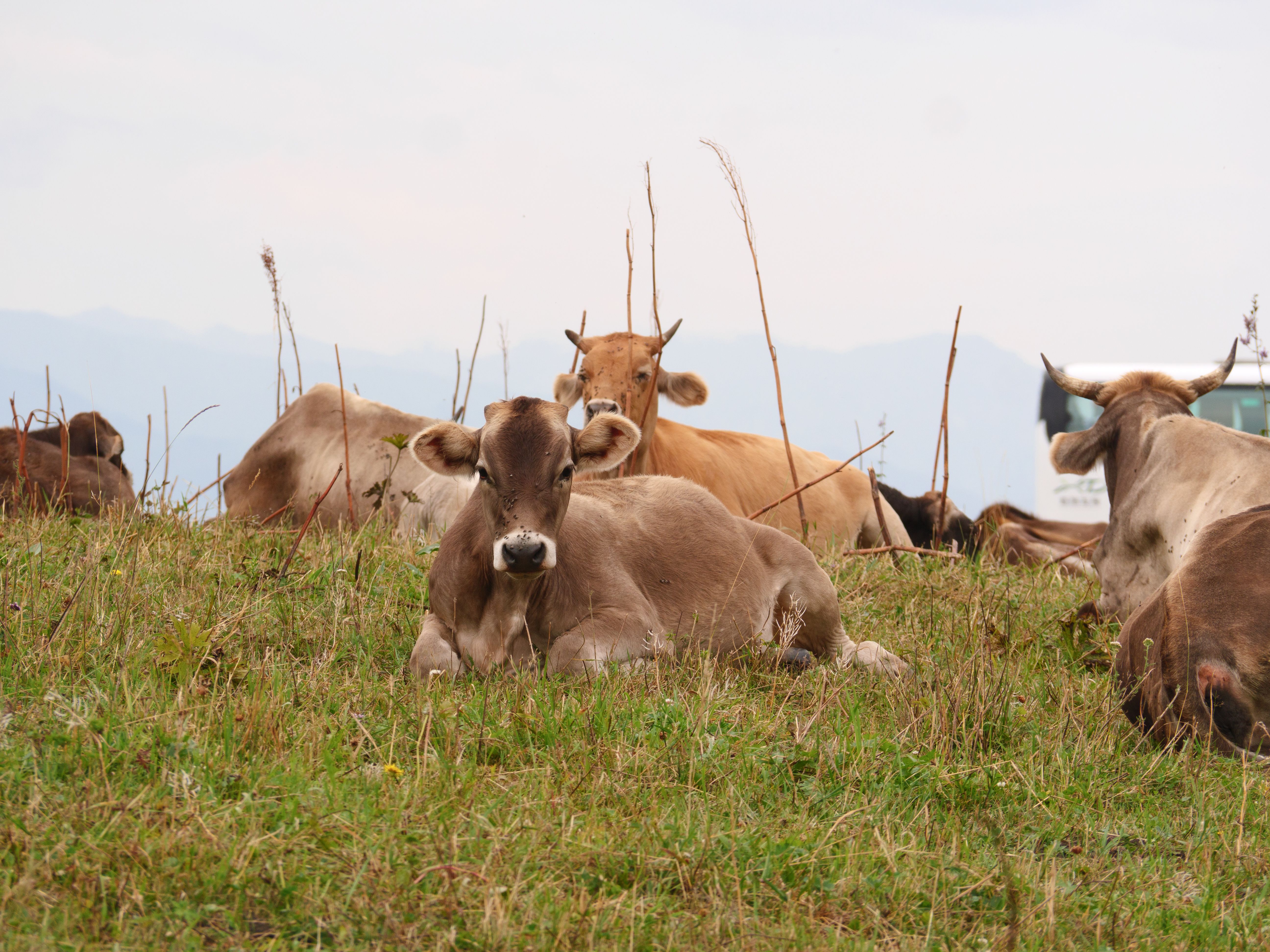 Planet Cow Photos, Download The BEST Free Planet Cow Stock Photos & HD ...