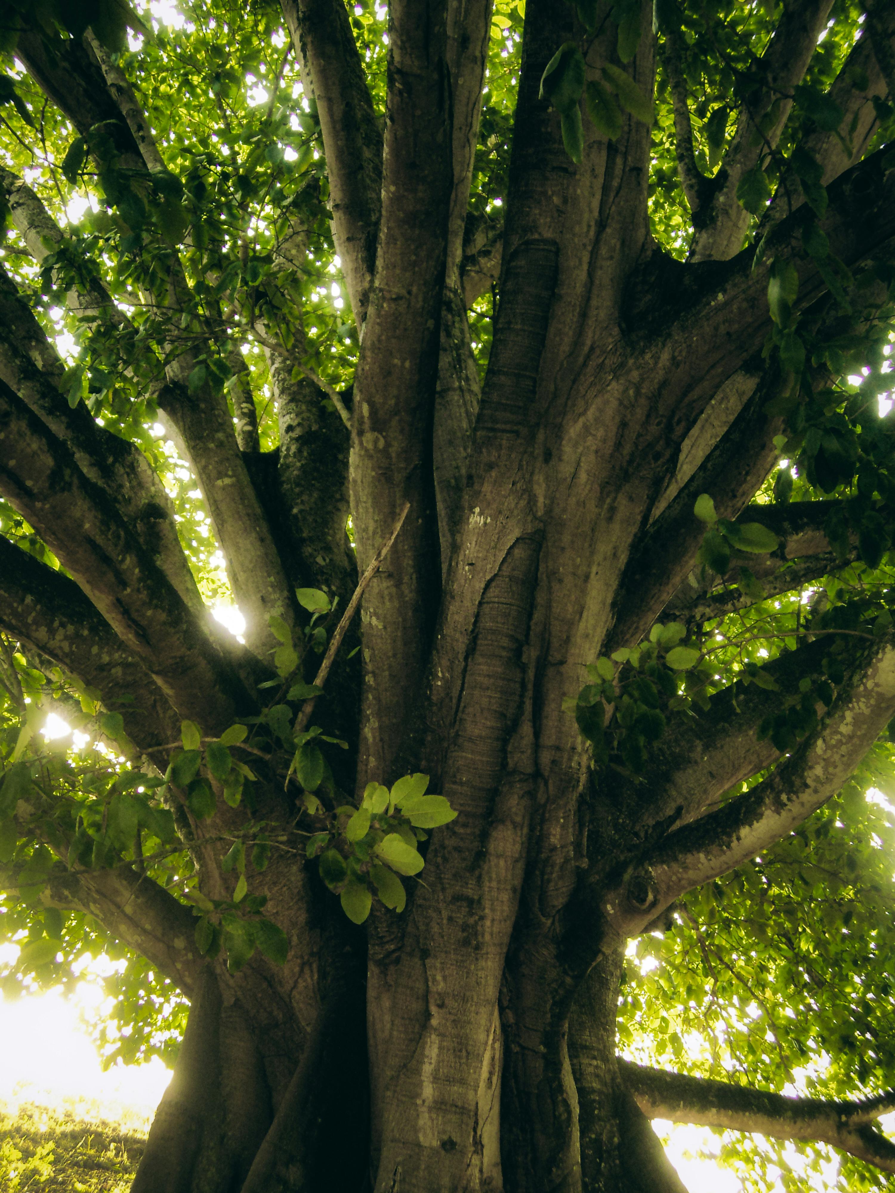 Green Tree Photo · Free Stock Photo