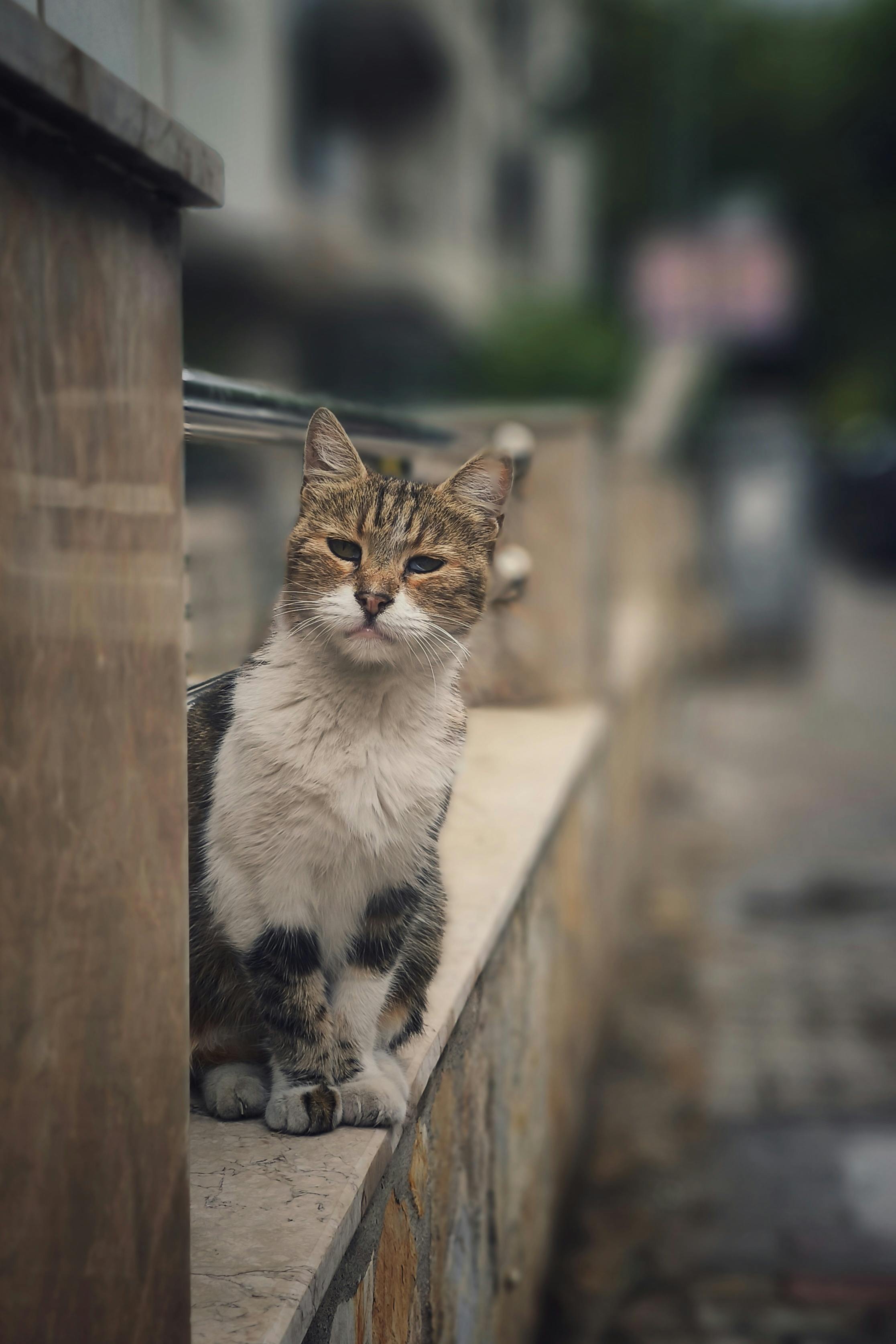 Neighbors Staring Photos, Download The BEST Free Neighbors Staring ...