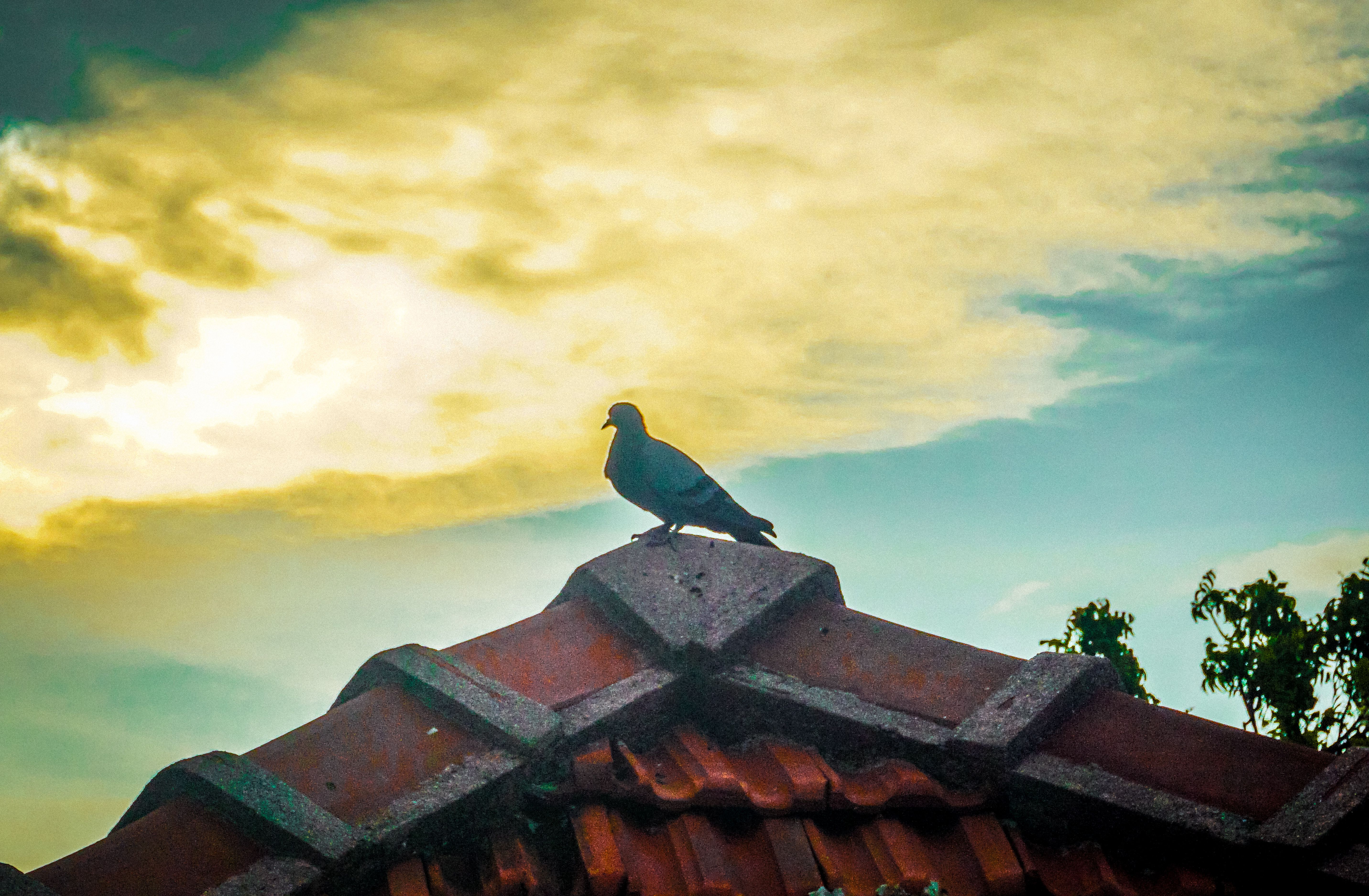 Thevindu Nagasinghe - Photography