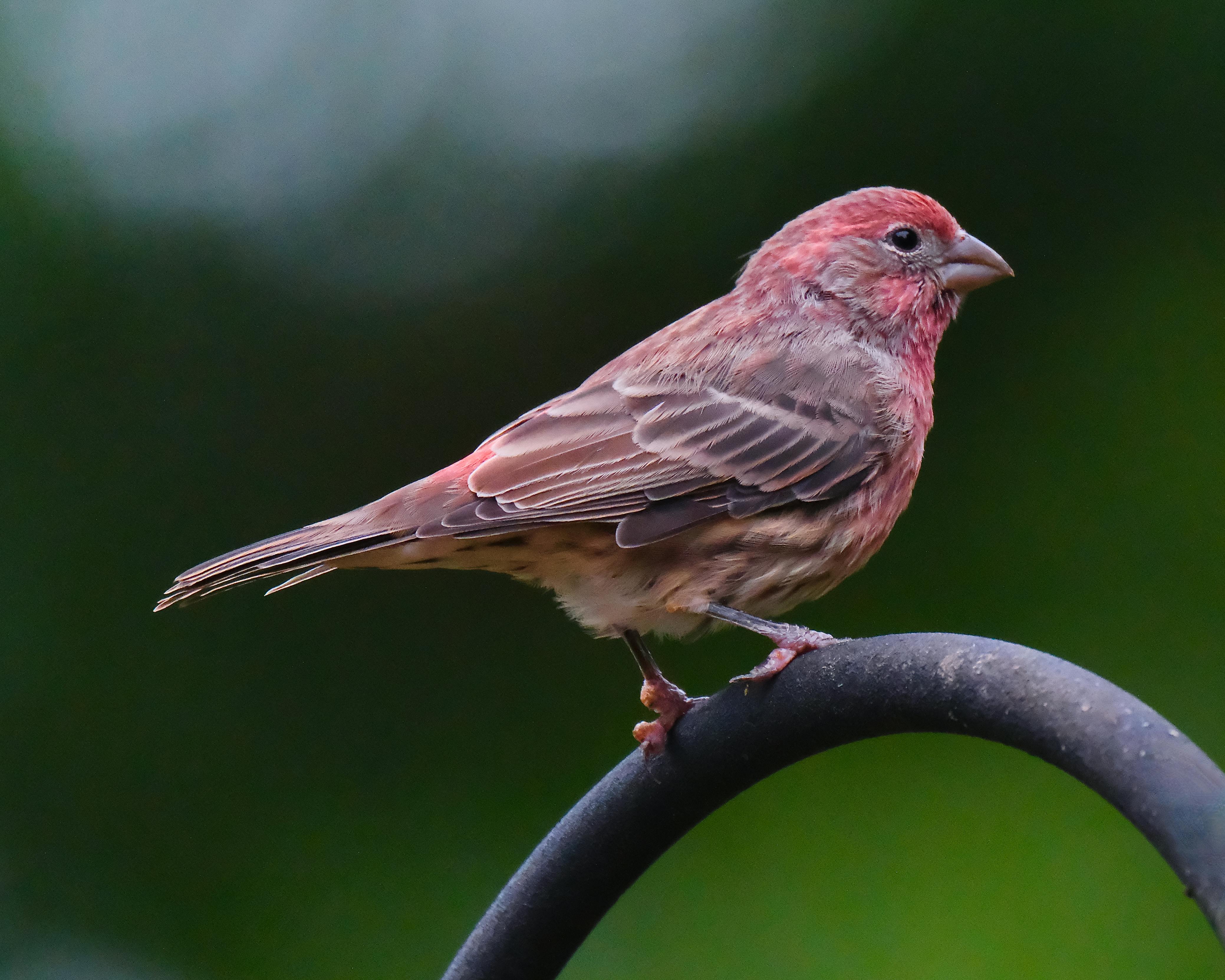 Birds on Brown Wooden Feeds Dispenser · Free Stock Photo