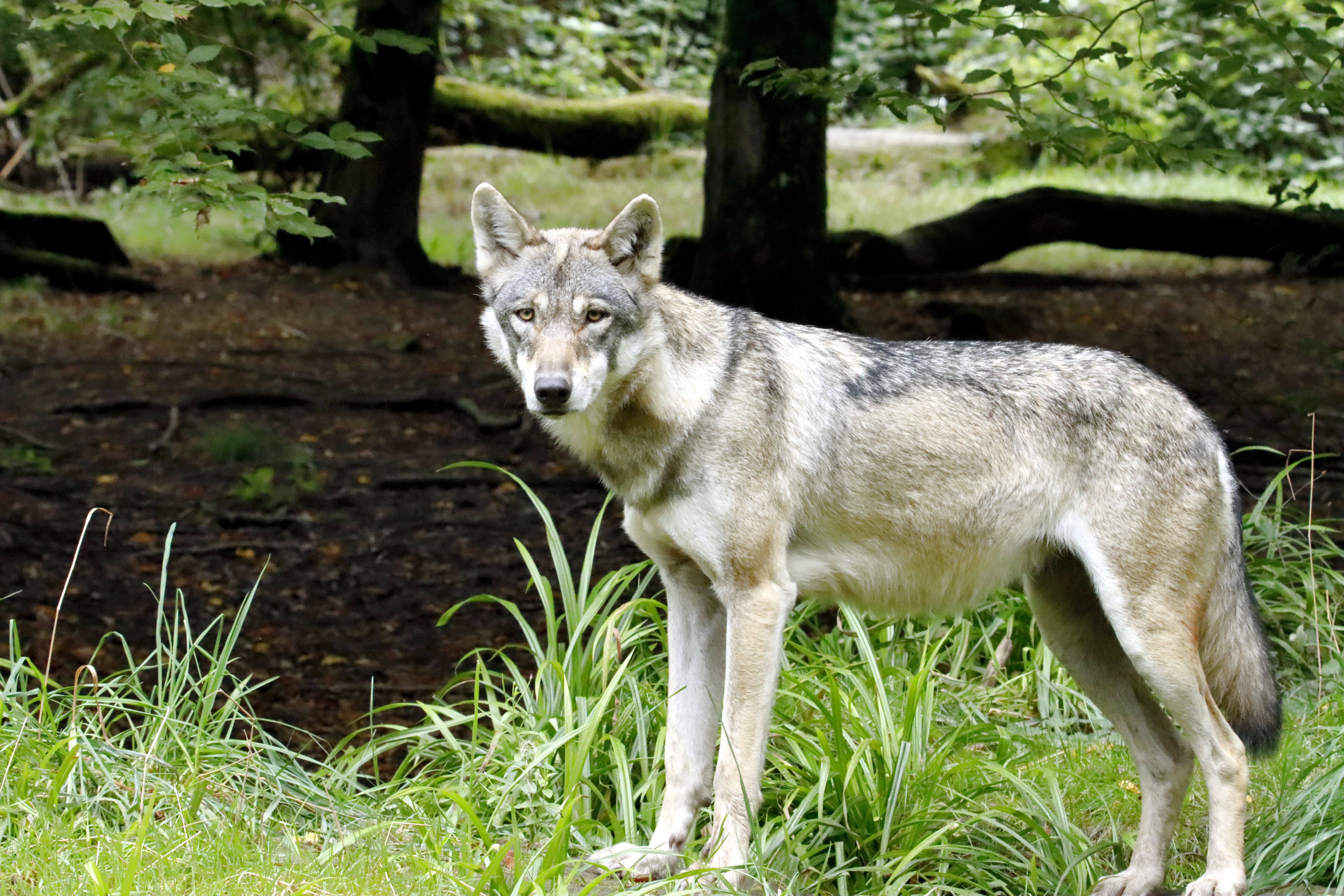 Brown Wolf Standing on Green Grass · Free Stock Photo