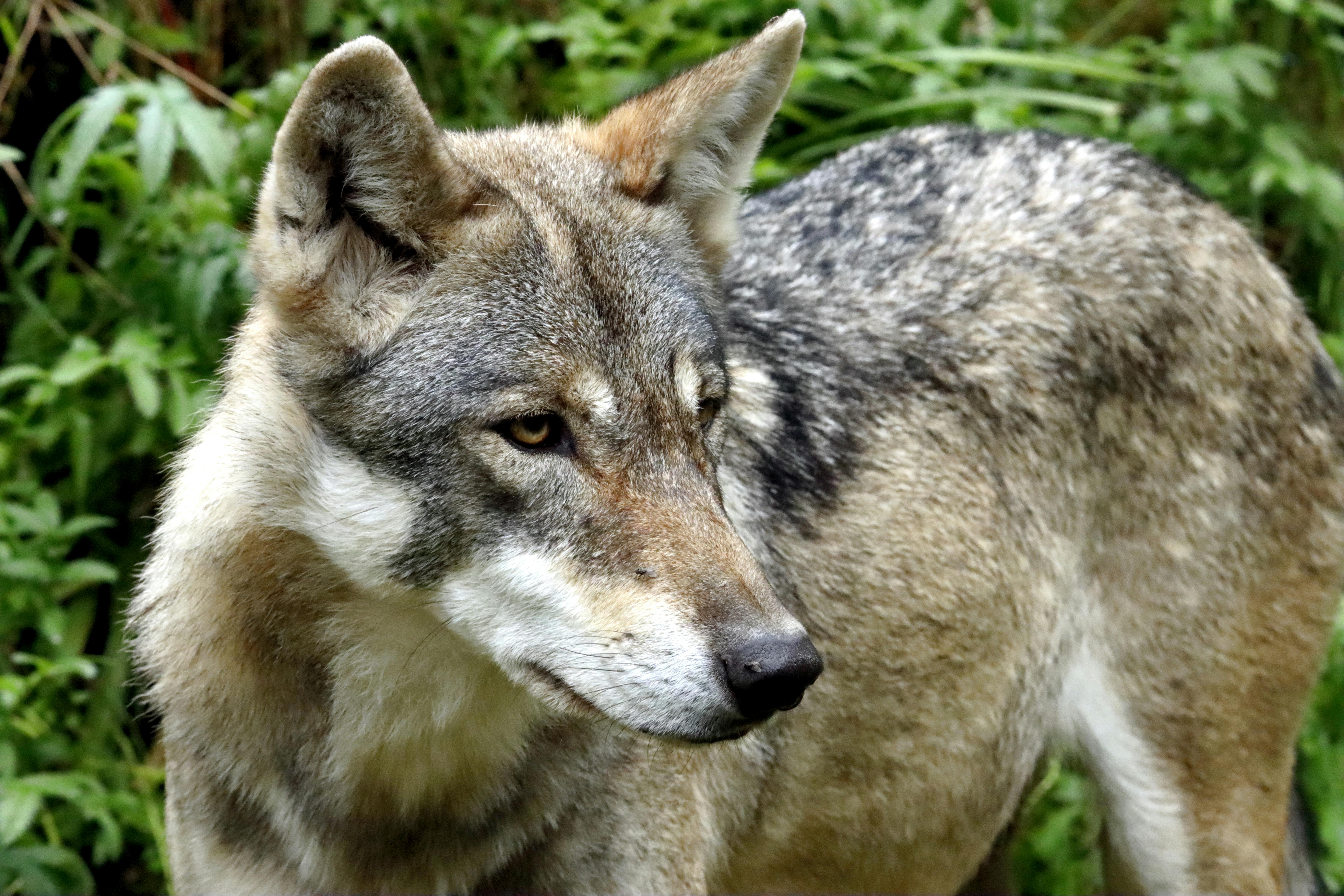 Wolf Tracks Photos, Download The BEST Free Wolf Tracks Stock Photos ...