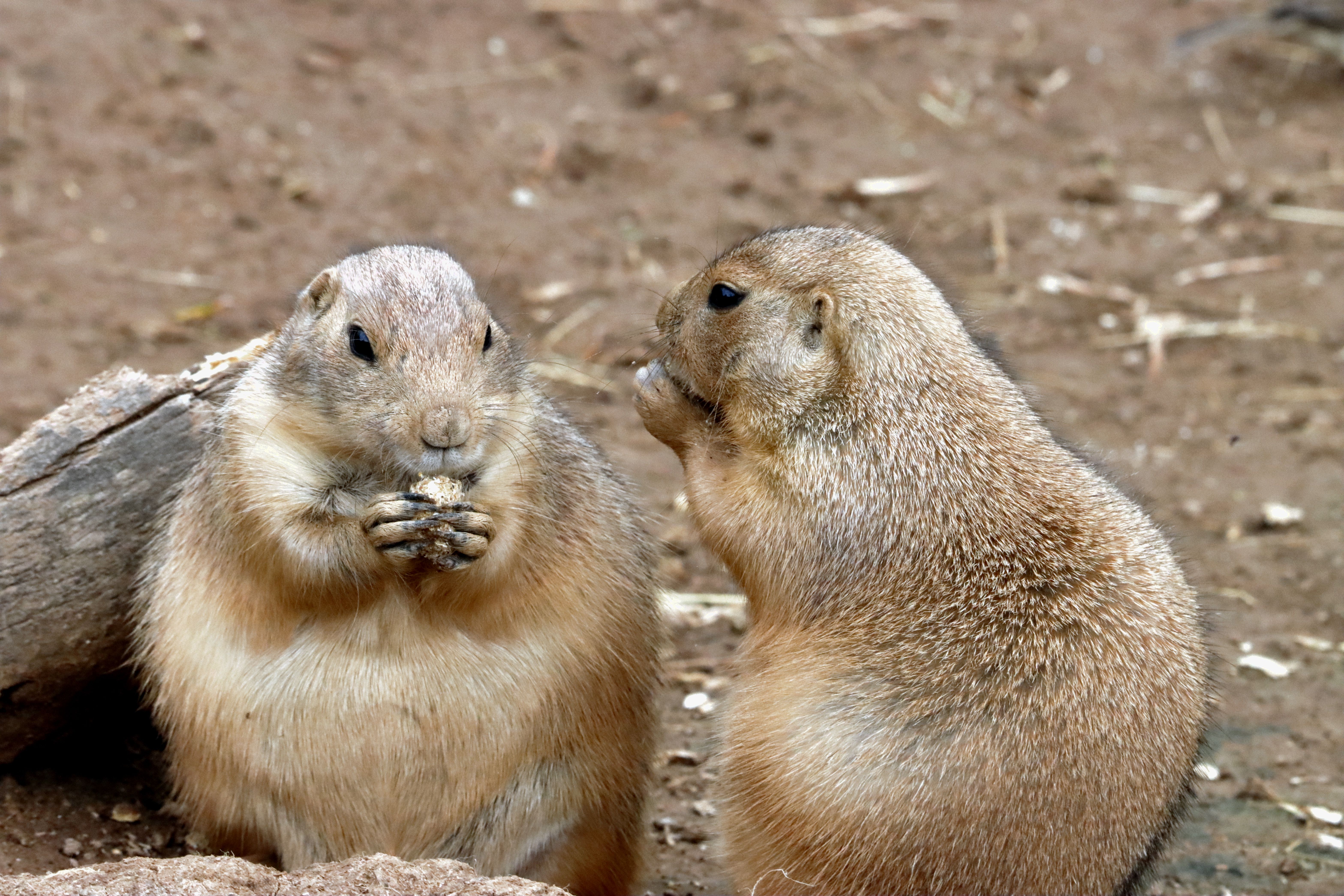 Close-Up of Two Prairie Dogs Interacting · Free Stock Photo
