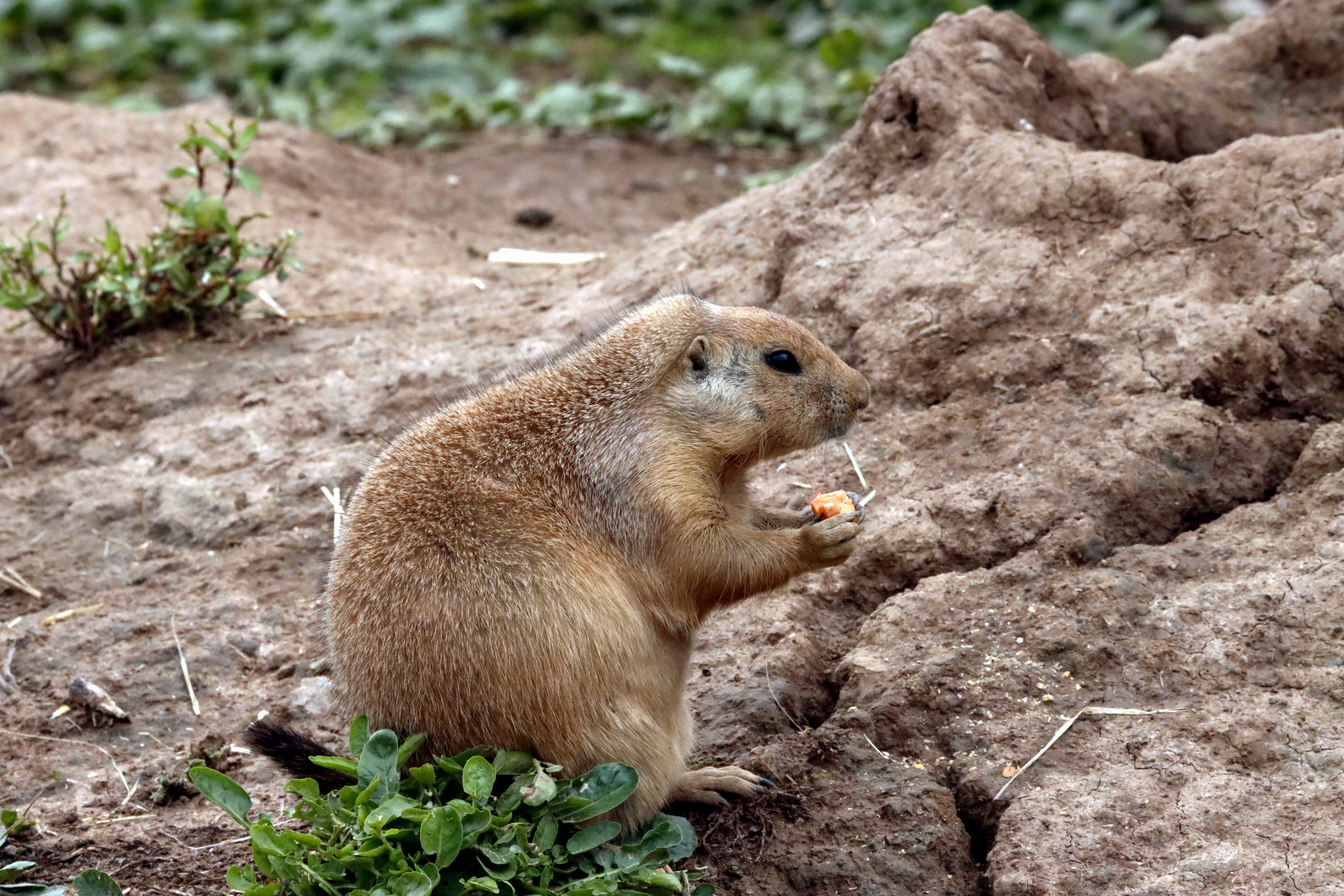 Prairie Dog Eating on Rocky Terrain · Free Stock Photo
