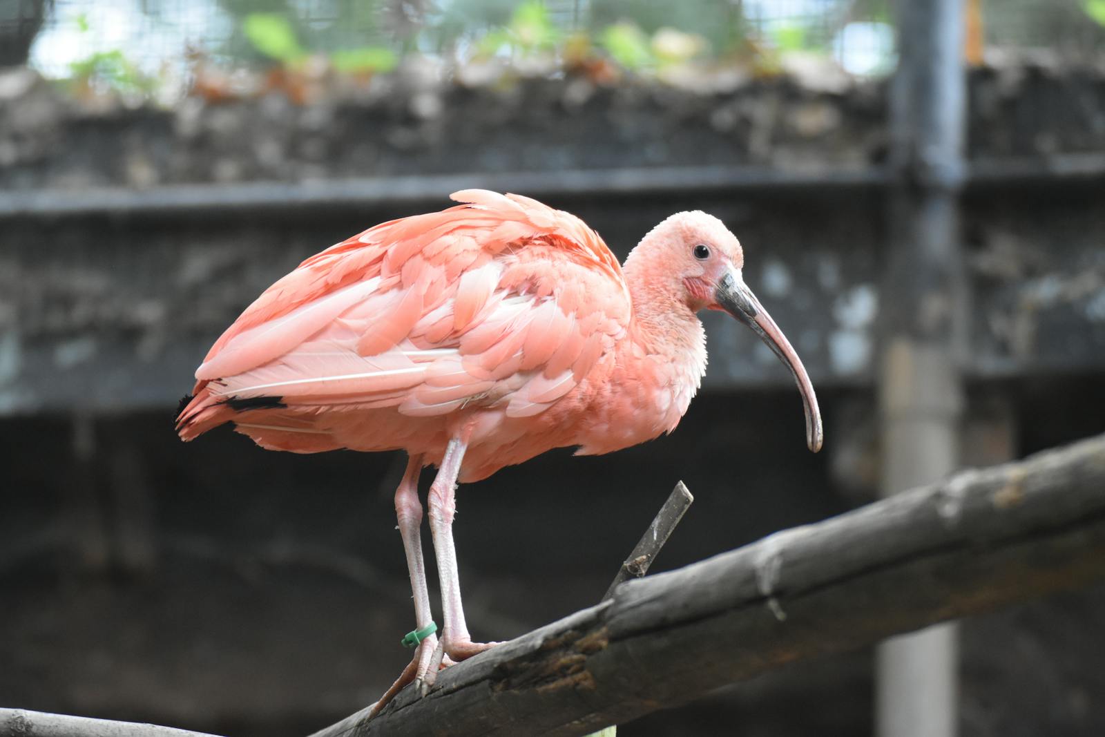 Ibis Photos, Download The BEST Free Ibis Stock Photos & HD Images