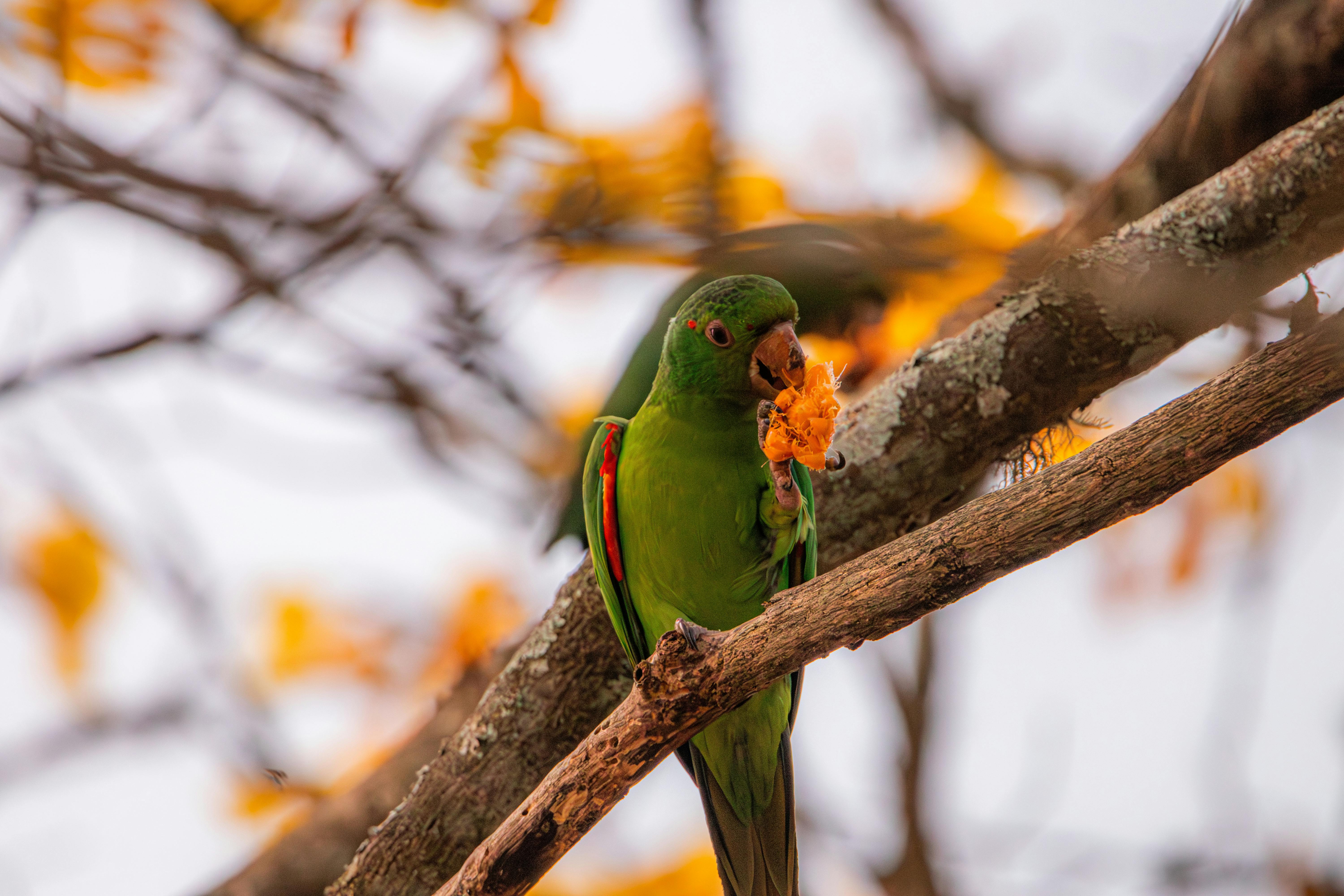Vibrant Green Parrot Eating in Autumn Tree · Free Stock Photo
