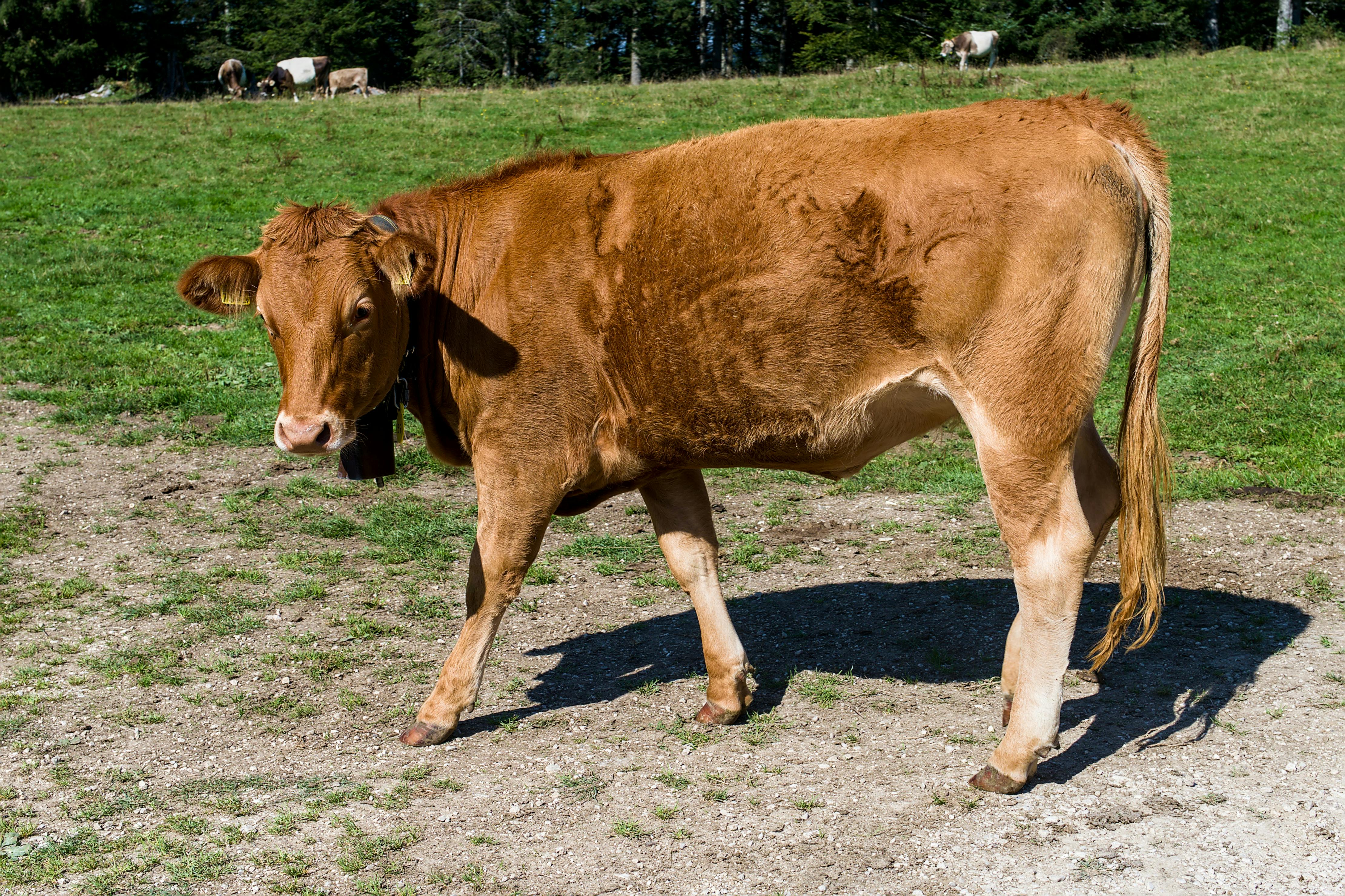 Vaca Marrón Pastando En Un Pastizal Iluminado Por El Sol · Foto de ...