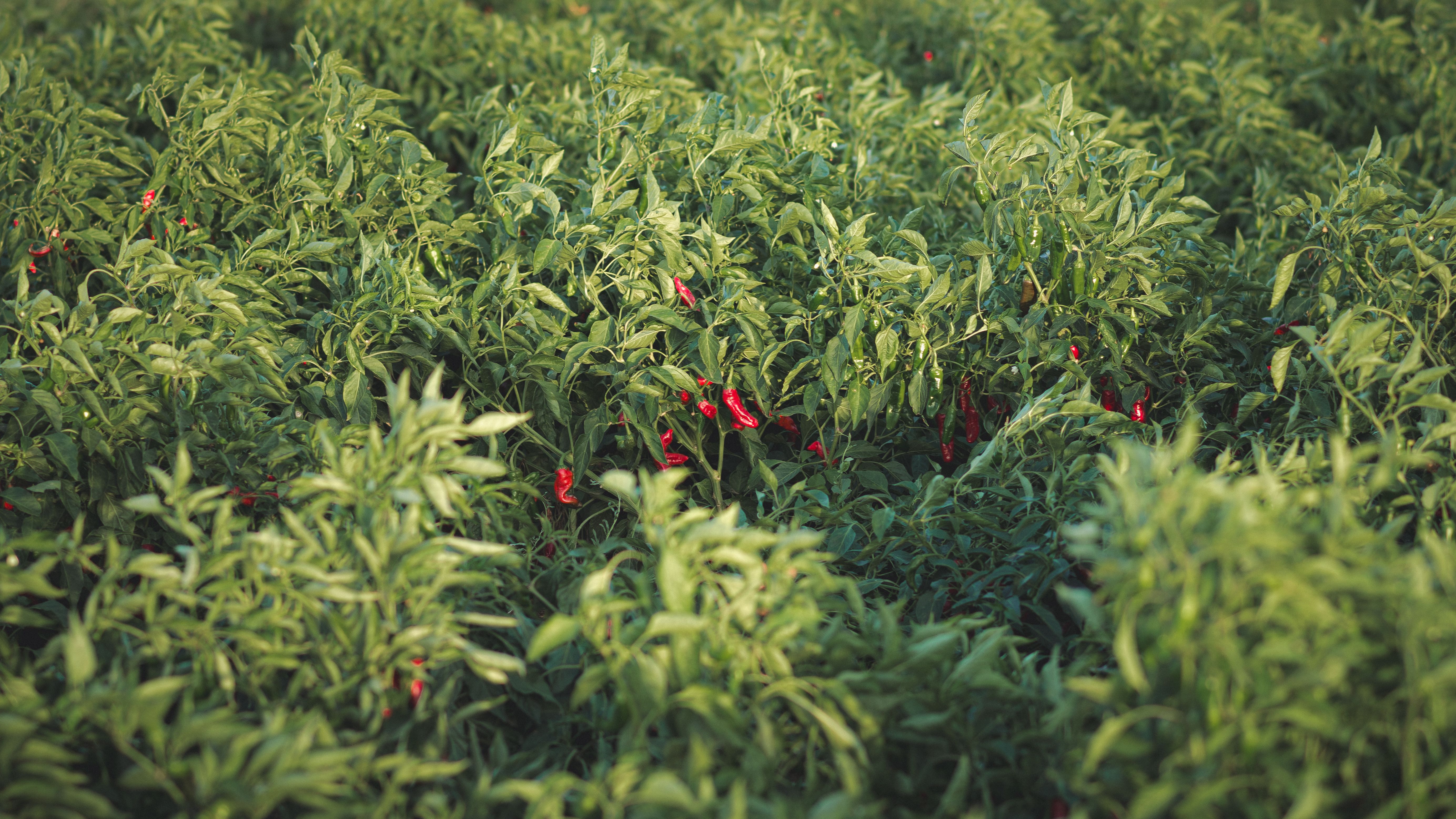 Lush Red Pepper Field in Jendouba, Tunisia · Free Stock Photo