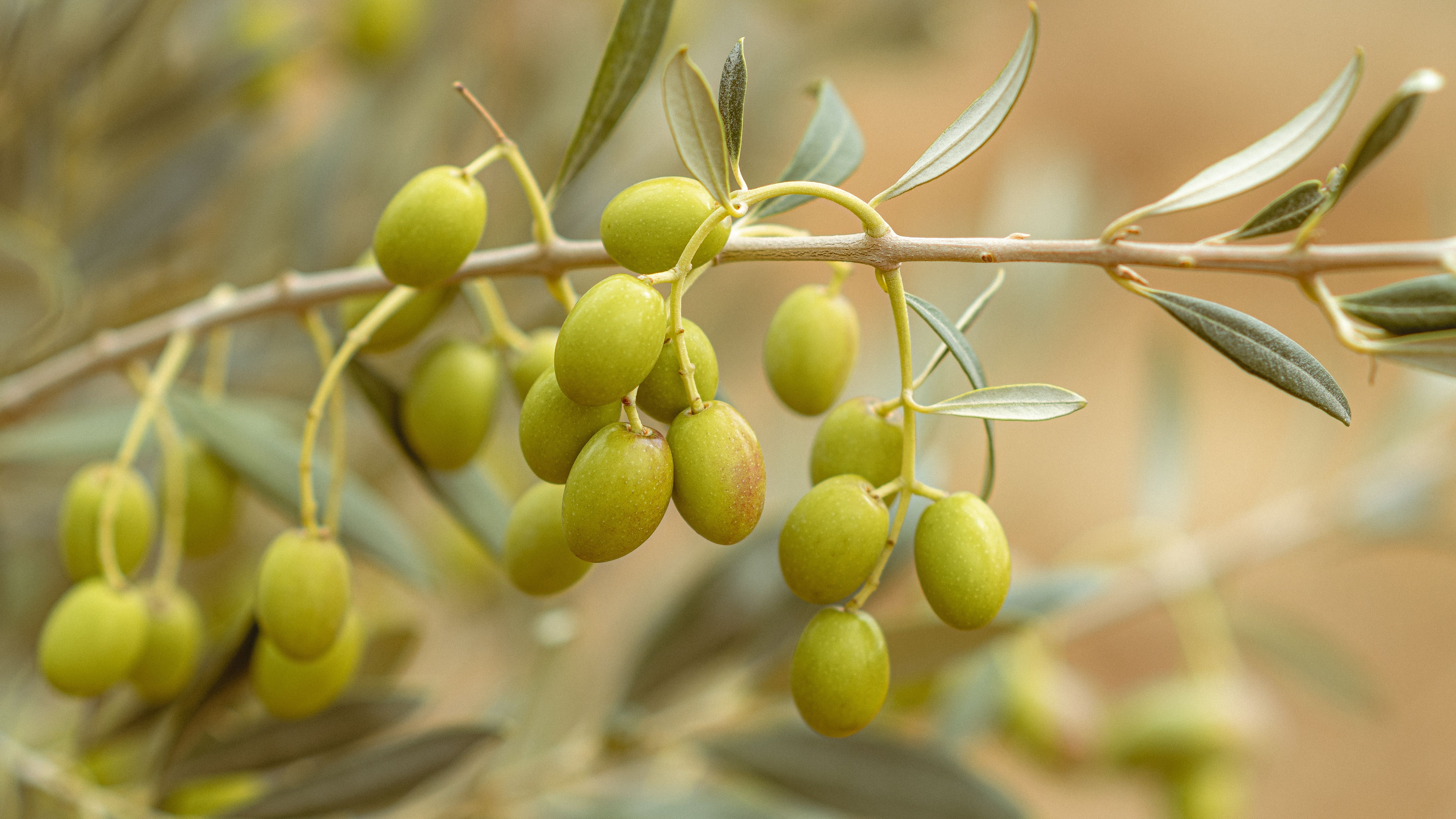 Olives Vertes Fraîches Sur Une Branche En Tunisie · Photo gratuite