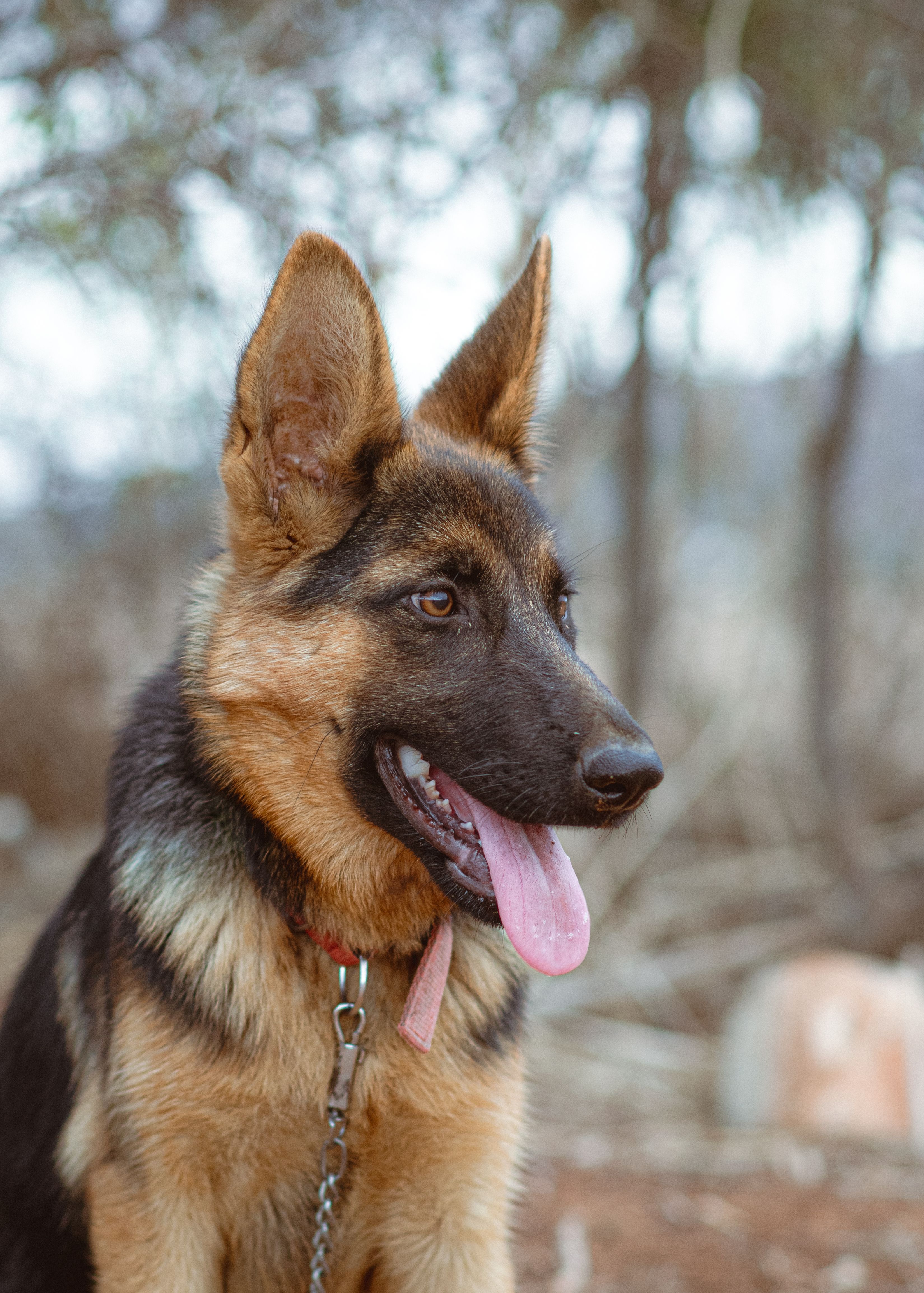 German Shepherd Dogs in Scenic Latvian Landscape · Free Stock Photo